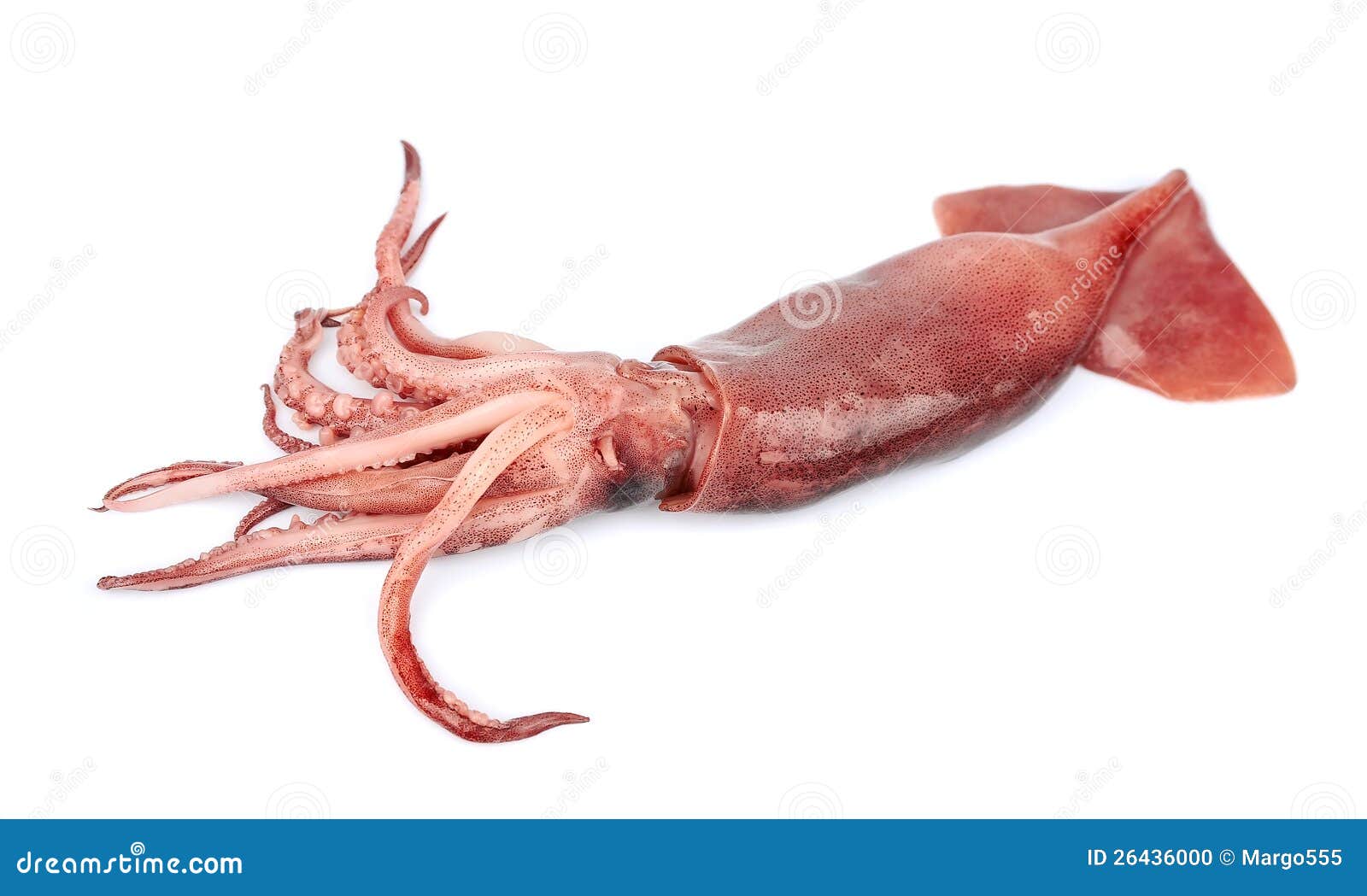 Fresh Squid On A Tray. Close-up Squid Or Splendid Squid : Lined Up ...