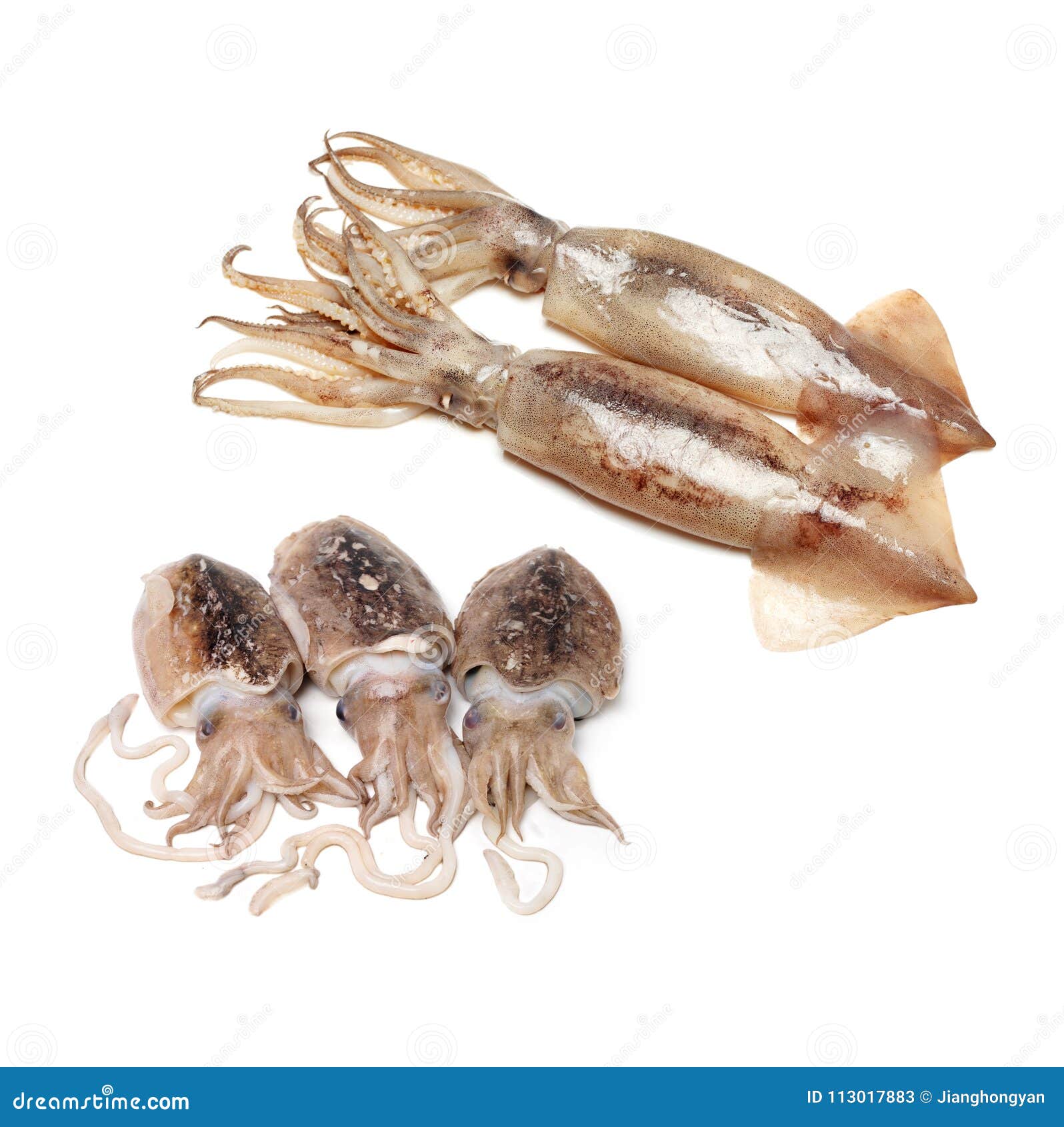 Nice fresh squid stock image. Image of squid, cuttlefish - 113017883