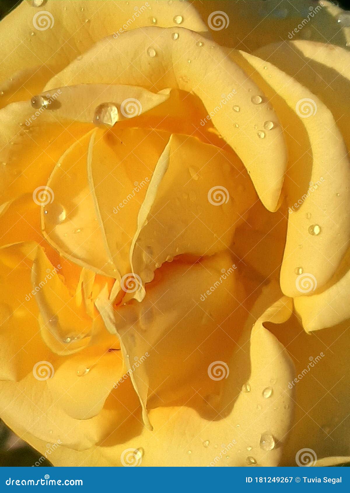 A Nice and Fresh Yellow Rose after Rain Stock Image - Image of fruit ...