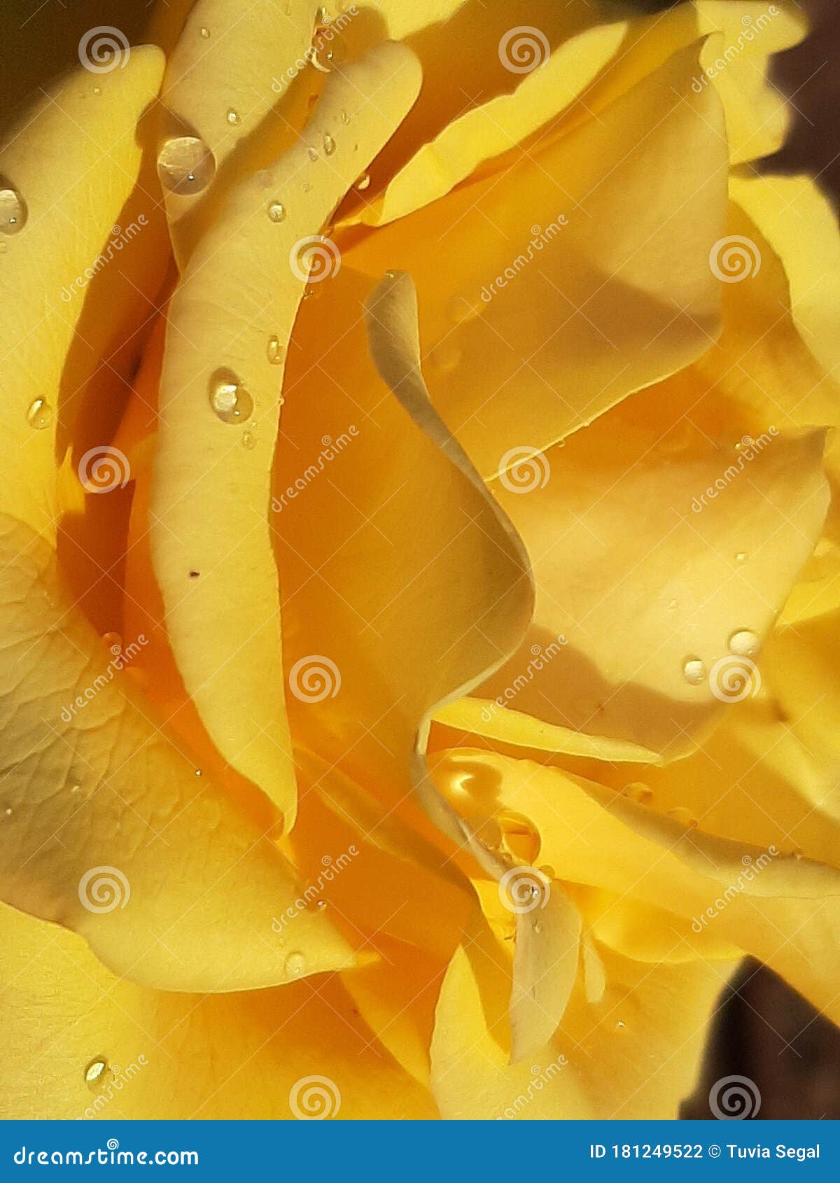 A Nice and Fresh Yellow Rose after Rain Stock Photo - Image of gentle ...