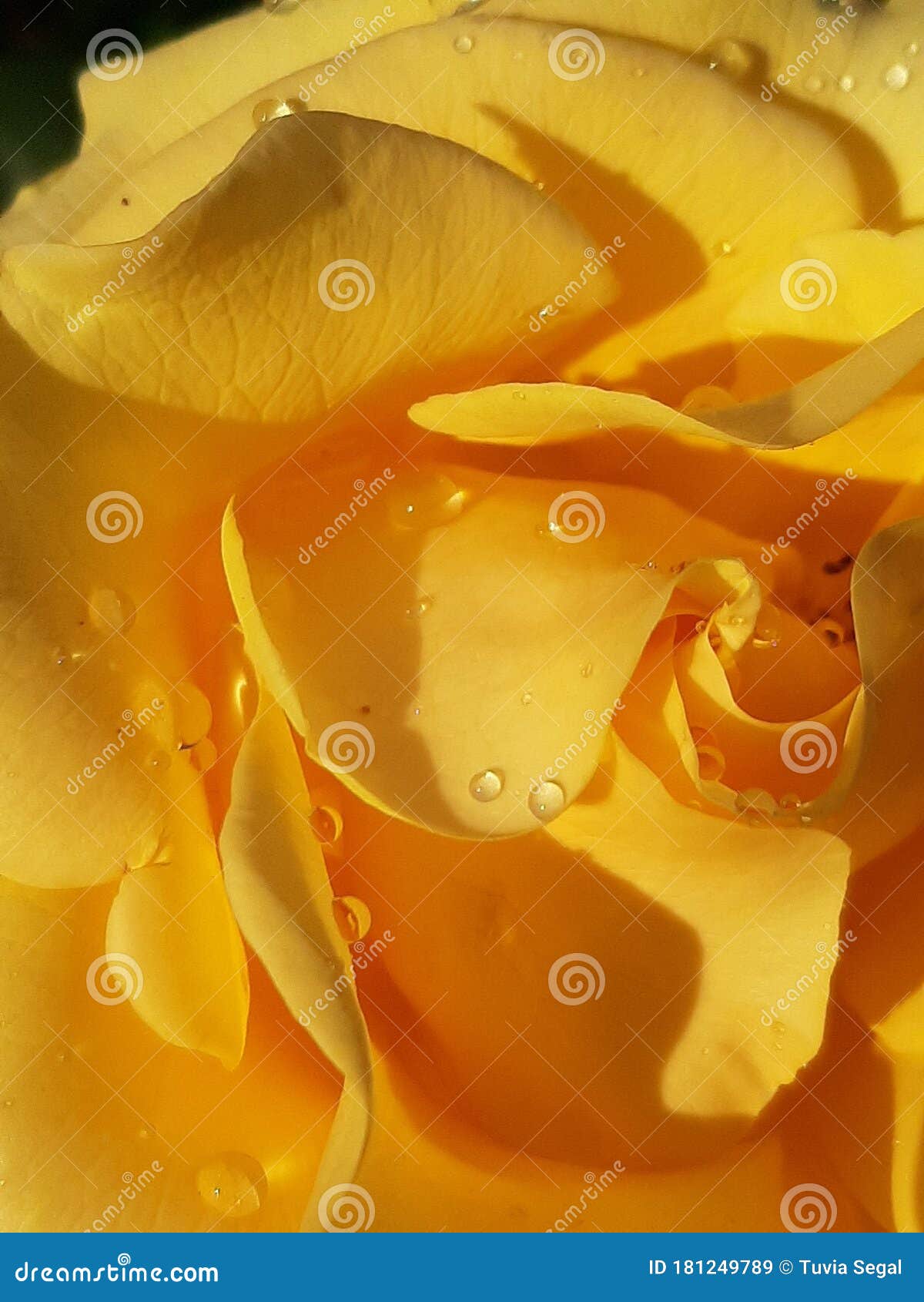 A Nice and Fresh Yellow Rose after Rain Stock Image - Image of plant ...