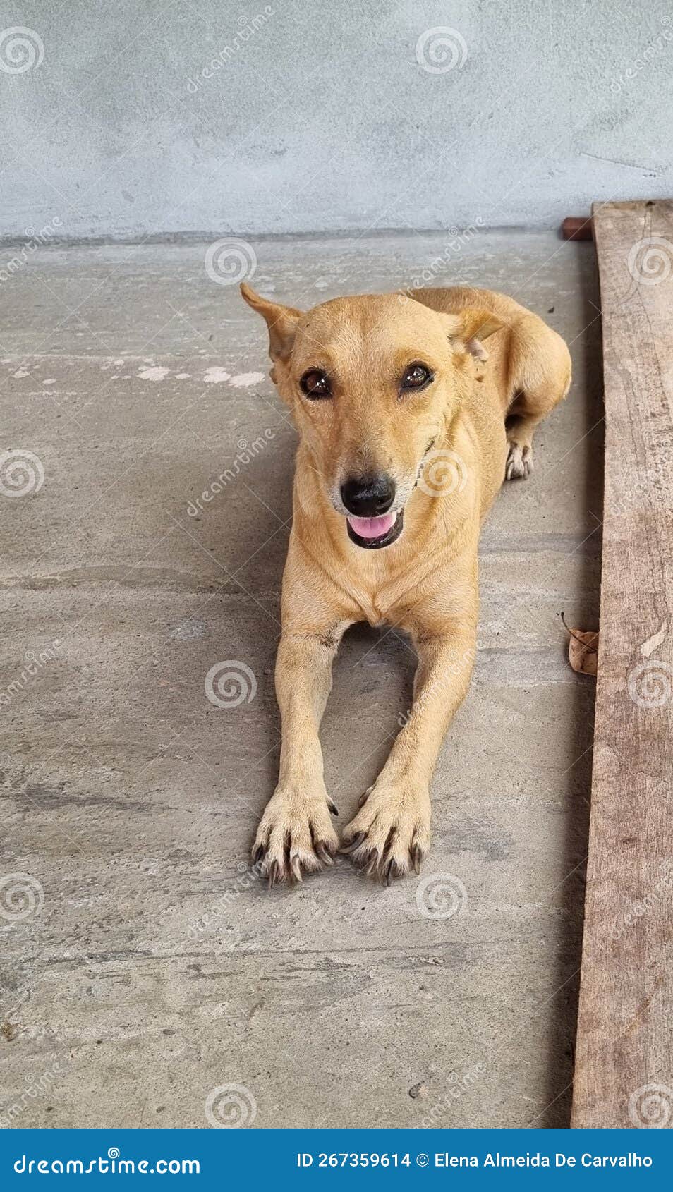 Nice and Friendly Mixed Breed Puppy, Smiling Stock Photo - Image of ...