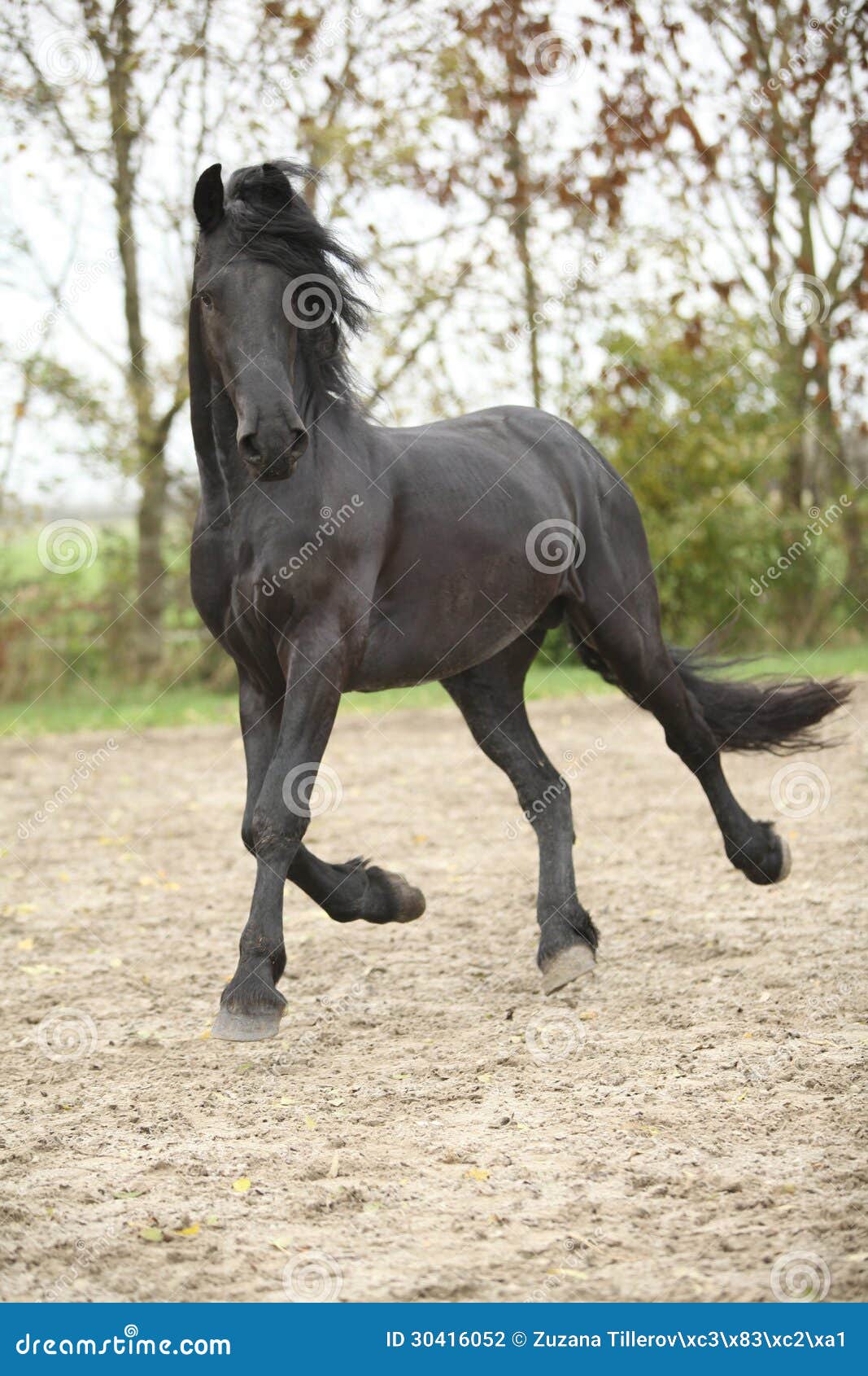 Nice Friesian Stallion Running Stock Photo - Image of action, running ...