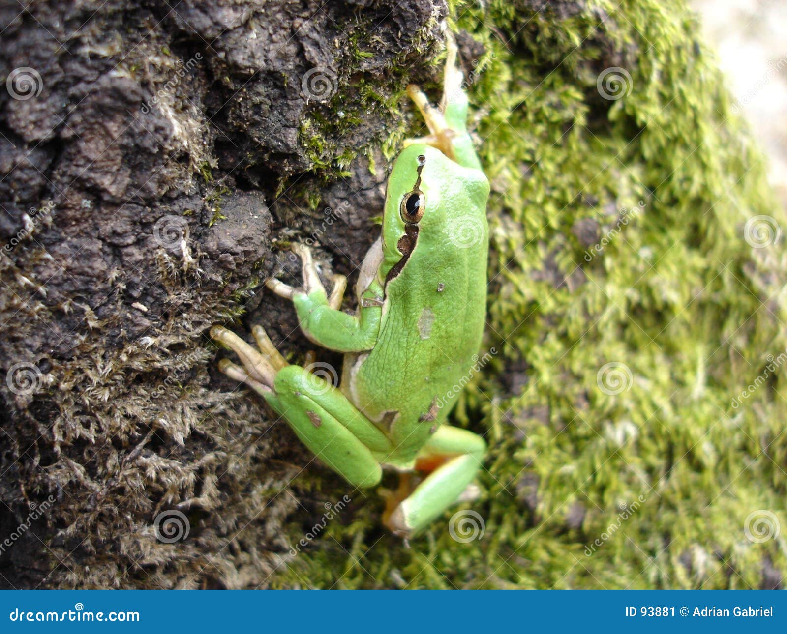 Nice Frog stock image. Image of animal, smile, nature, upclose - 93881