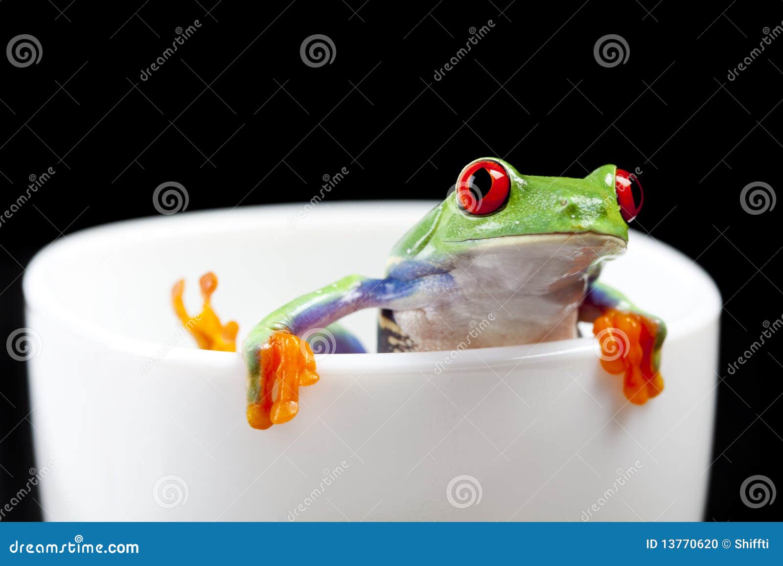 Nice frog in cup stock photo. Image of life, tree, orange - 13770620