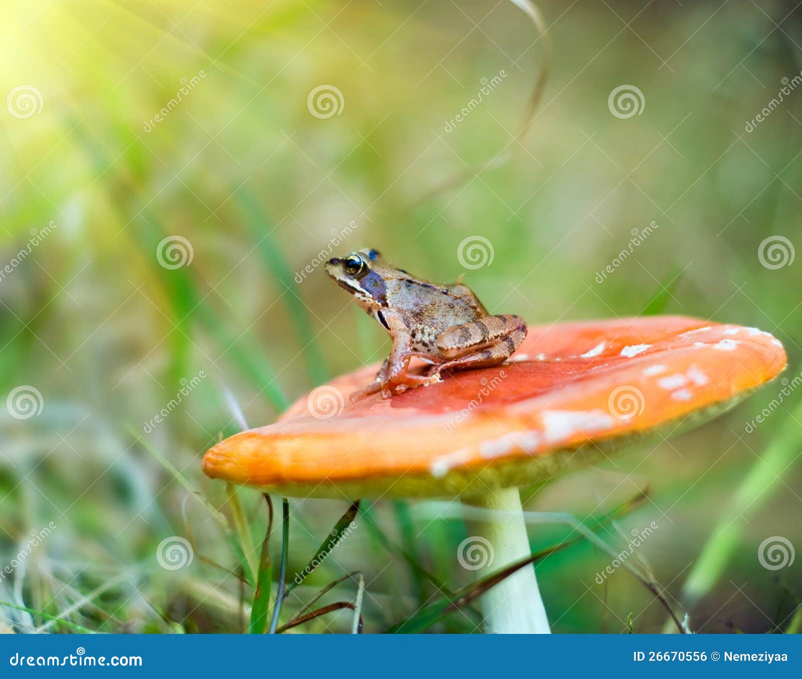 Nice frog sitting stock photo. Image of animal, amphibian - 26670556