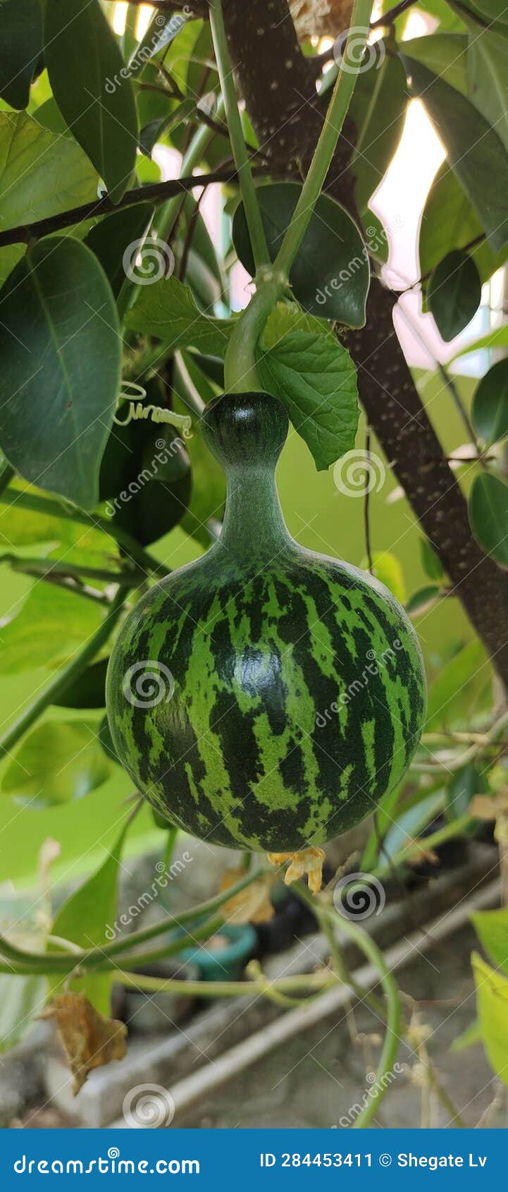 Nice fruit like botle stock image. Image of botlee, fruit - 284453411