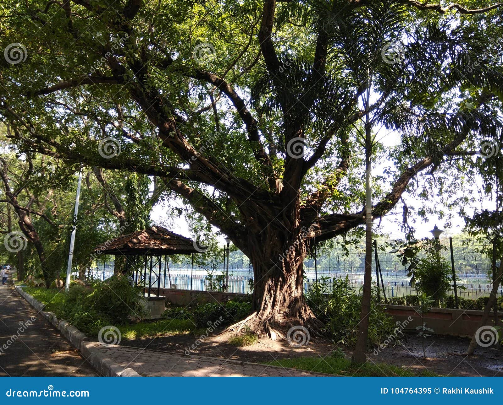 A Big Tree stock image. Image of nice, tree, garden - 104764395