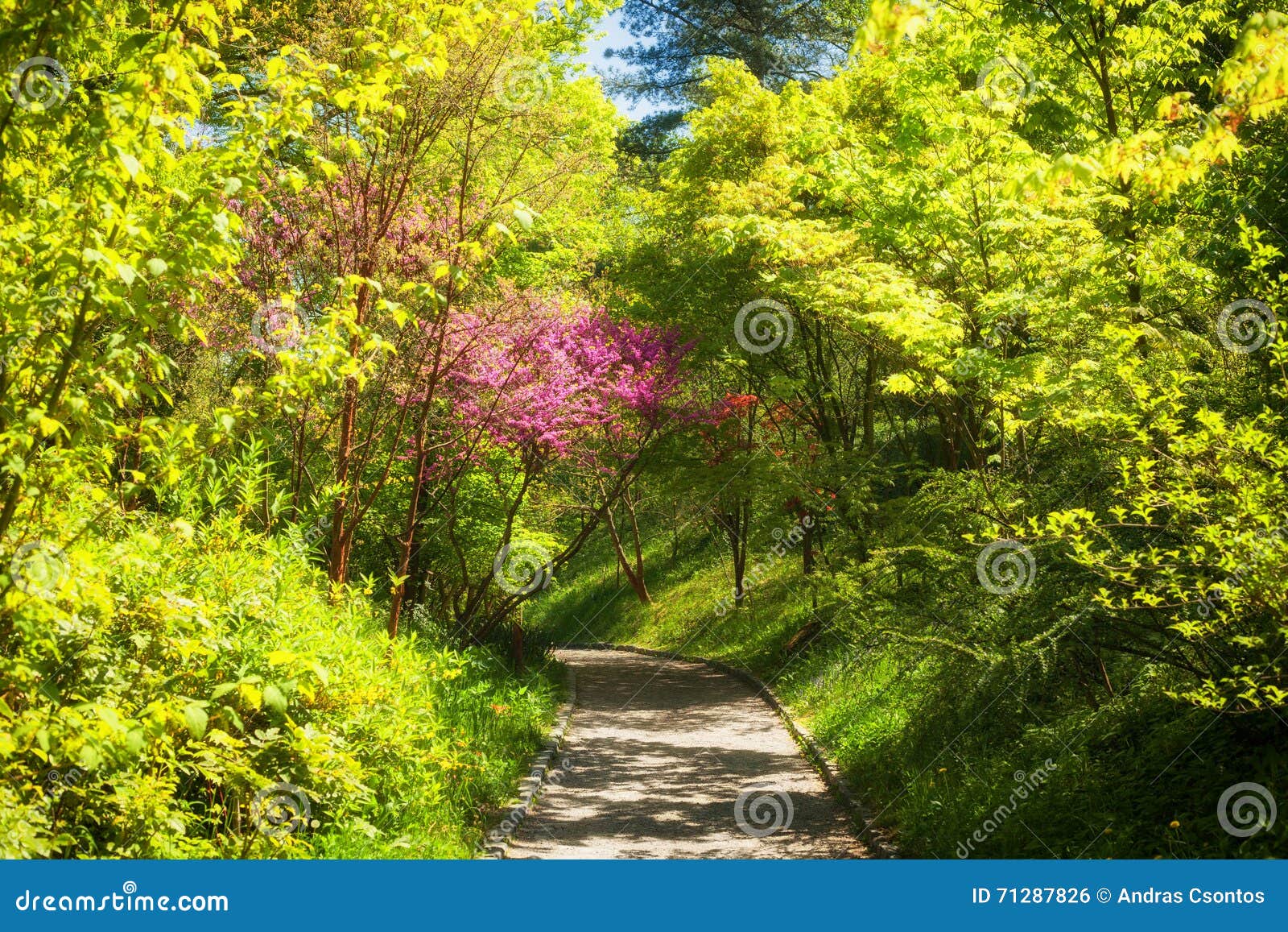 Nice garden pathway stock photo. Image of pathways, pathway - 71287826