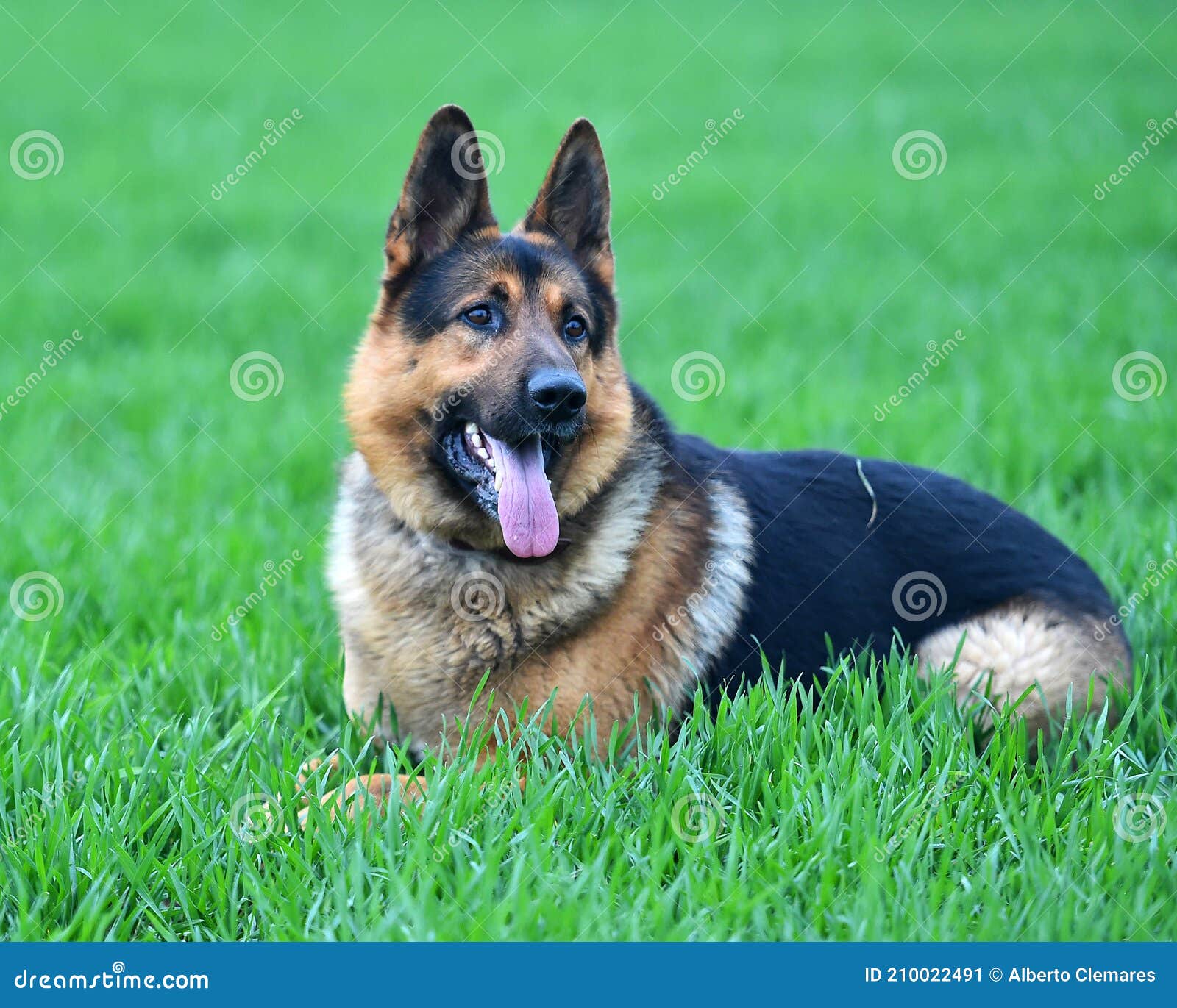 A Nice German Sheperd in a Green Field Stock Image - Image of green ...