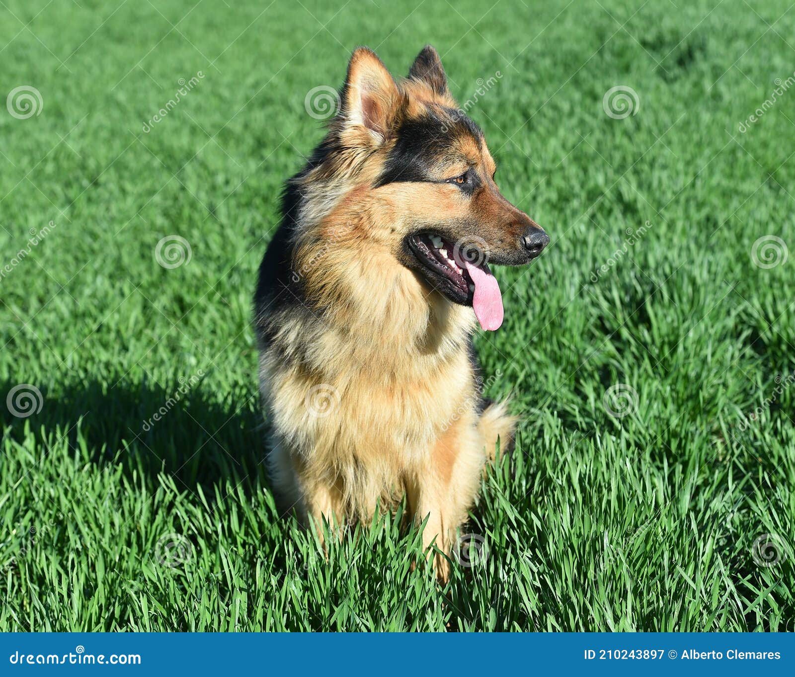 A Nice German Sheperd in a Green Field Stock Image - Image of animal ...