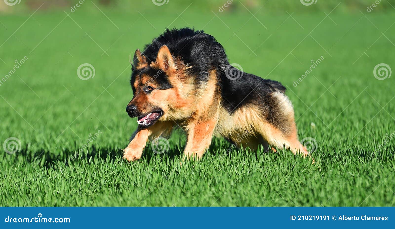 A Nice German Sheperd in a Green Field Stock Image - Image of grass ...