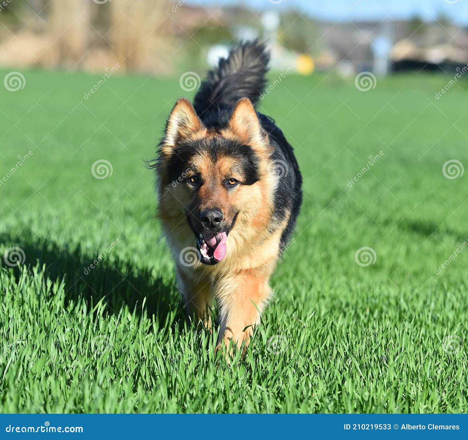 A Nice German Sheperd in a Green Field Stock Image - Image of doggy ...