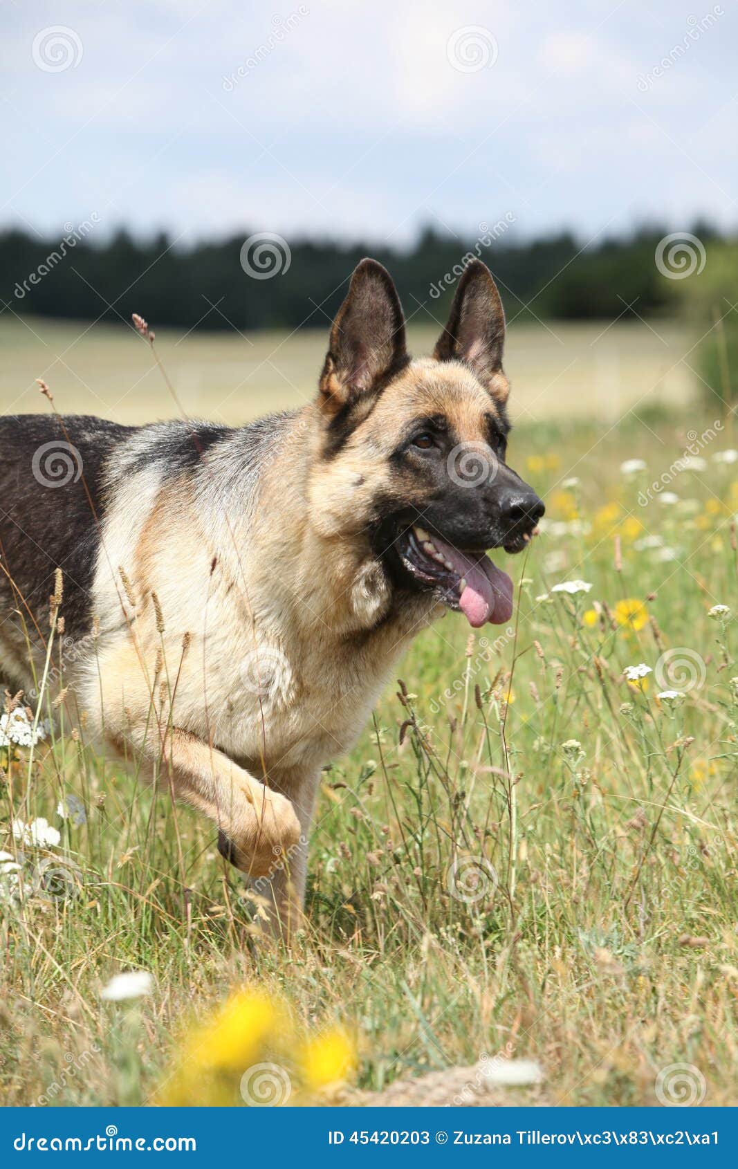 Nice German Shepherd Dog Running Stock Image - Image of doggy, moving ...
