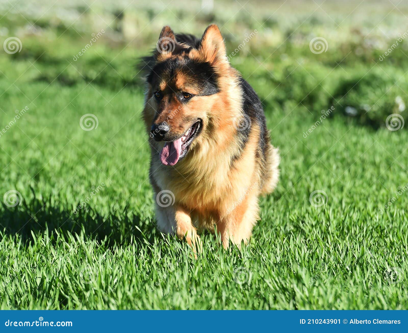 A Nice German Sheperd in a Green Field Stock Image - Image of friend ...
