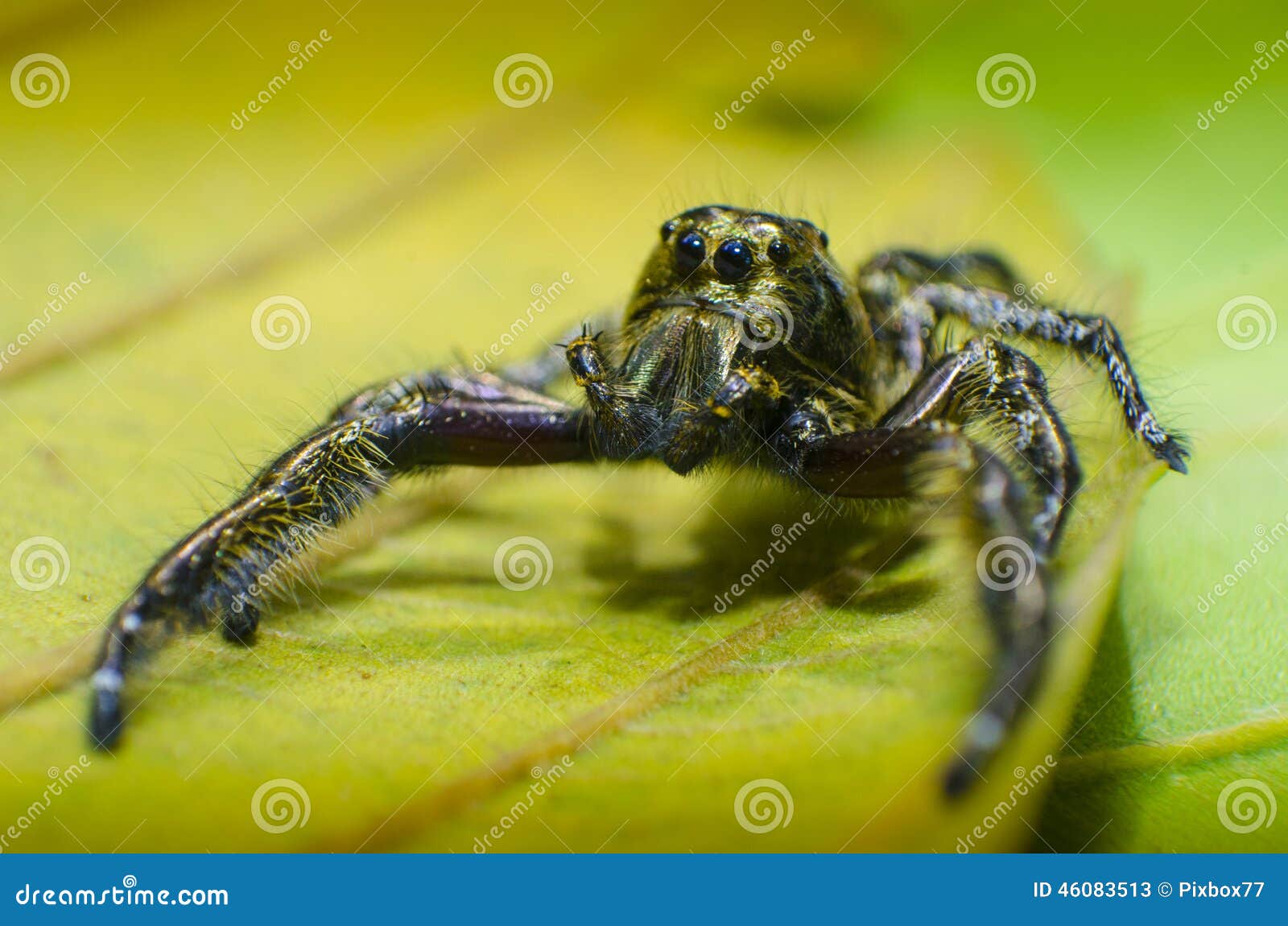 Nice Giant Spider on Green Leaf Stock Image - Image of background ...