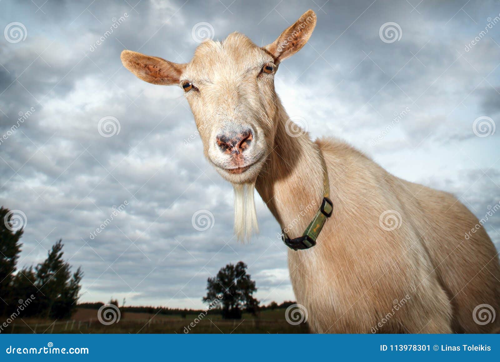 Nice Goat with Beard Look at the Camera Stock Image - Image of ...