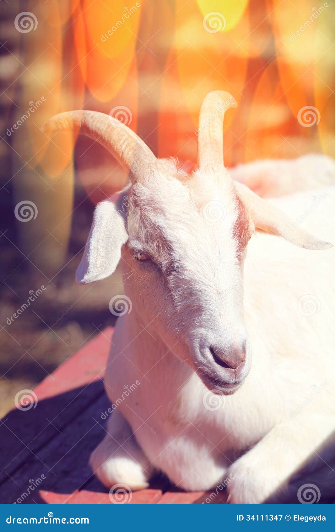 Nice goat stock image. Image of farm, chain, view, space - 34111347