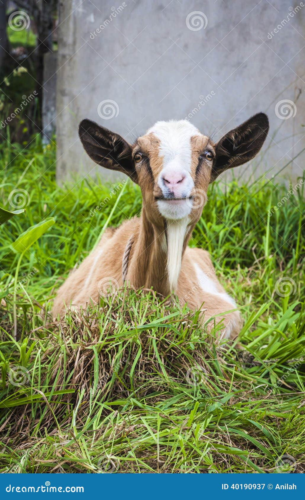 Nice goat stock image. Image of animal, sheep, goat, mammals - 40190937