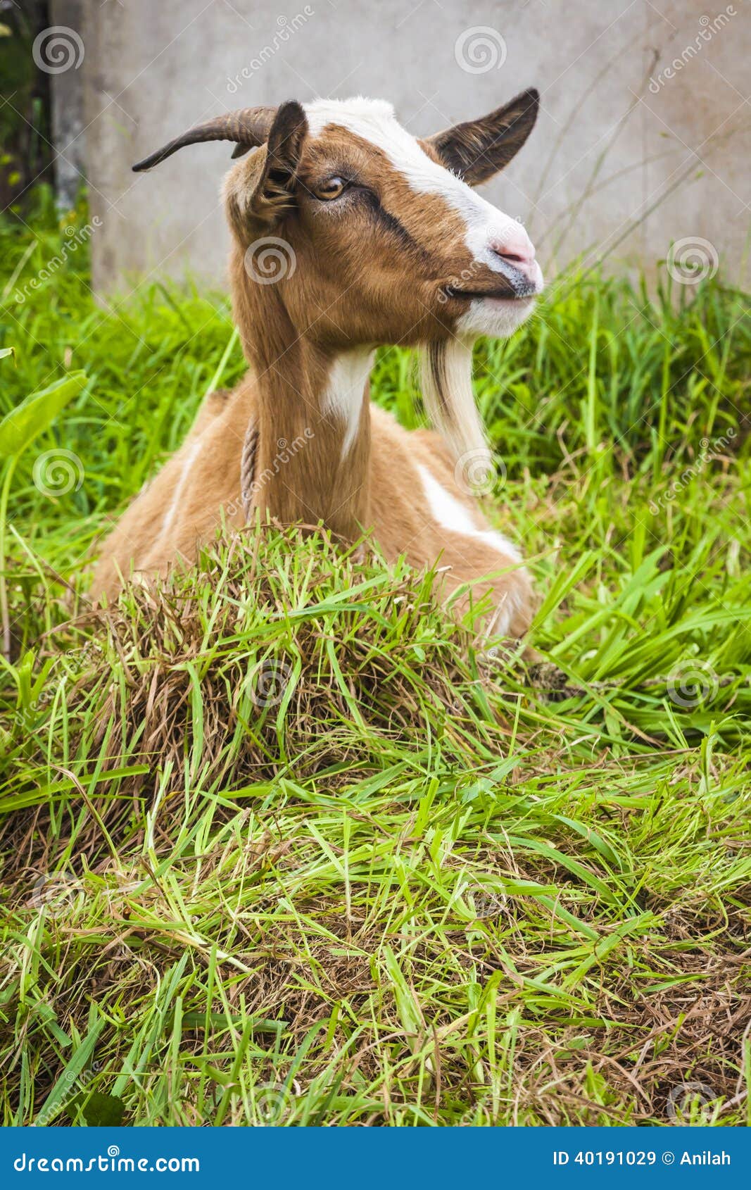Nice goat stock image. Image of goat, upclose, sheep - 40191029