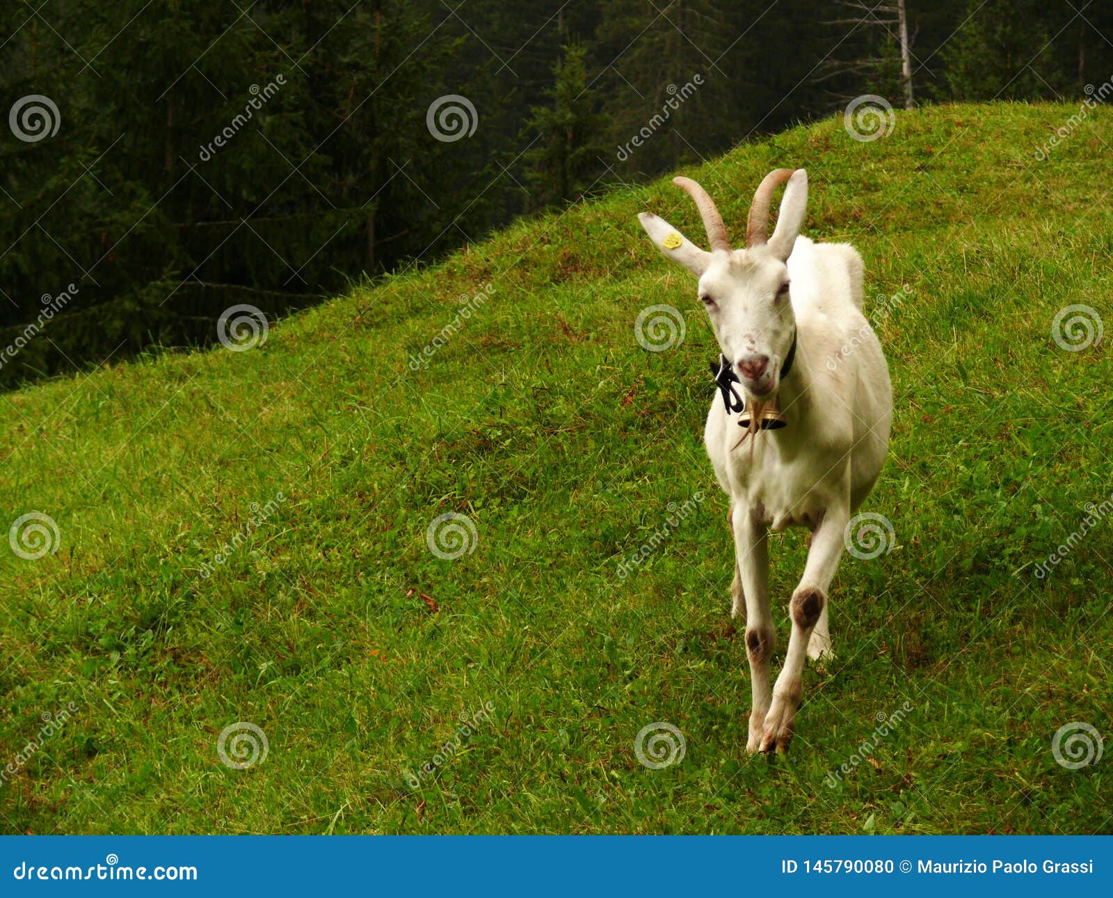 A Nice Goat in the Green Meadow Stock Photo - Image of mountains, race ...