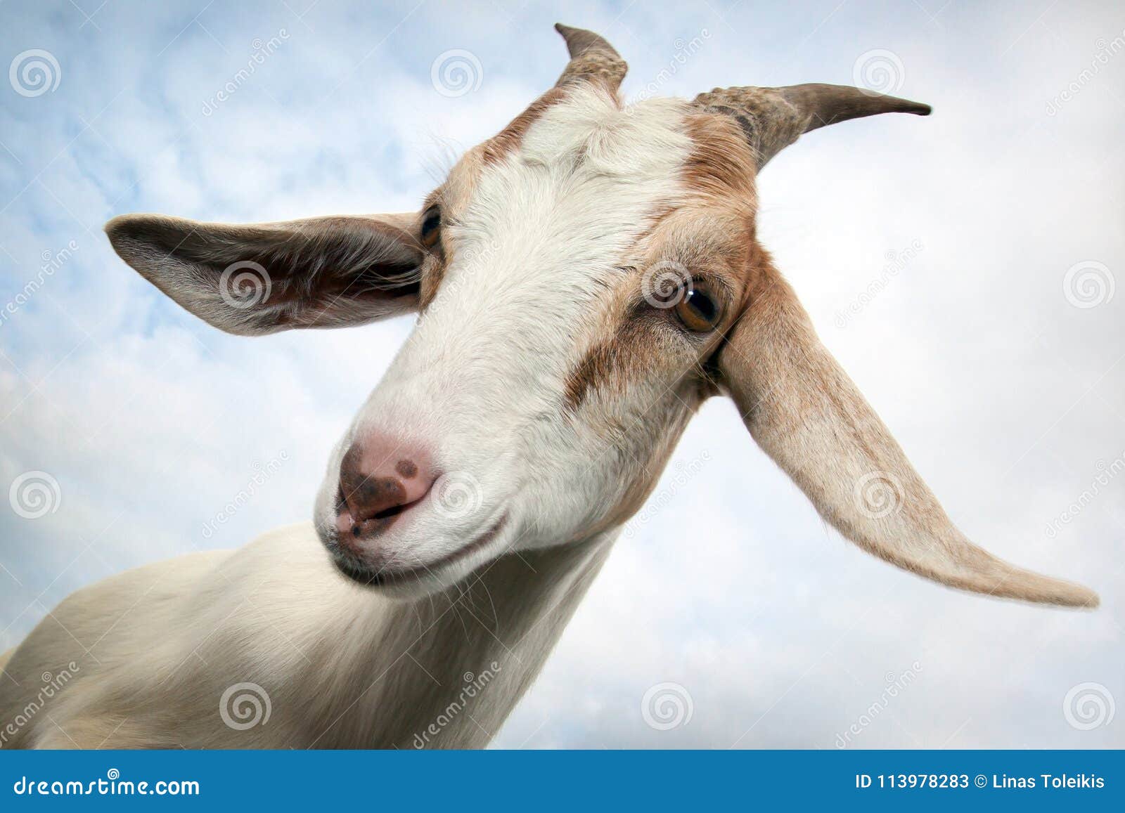 Nice Goat and Her Coquette Glance Stock Image - Image of glance, look ...