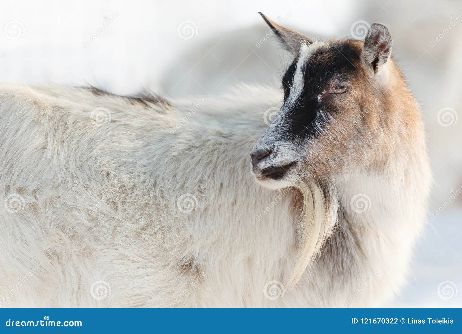 Nice Goat in Winter Snow Scene with Long Beard Stock Photo - Image of ...