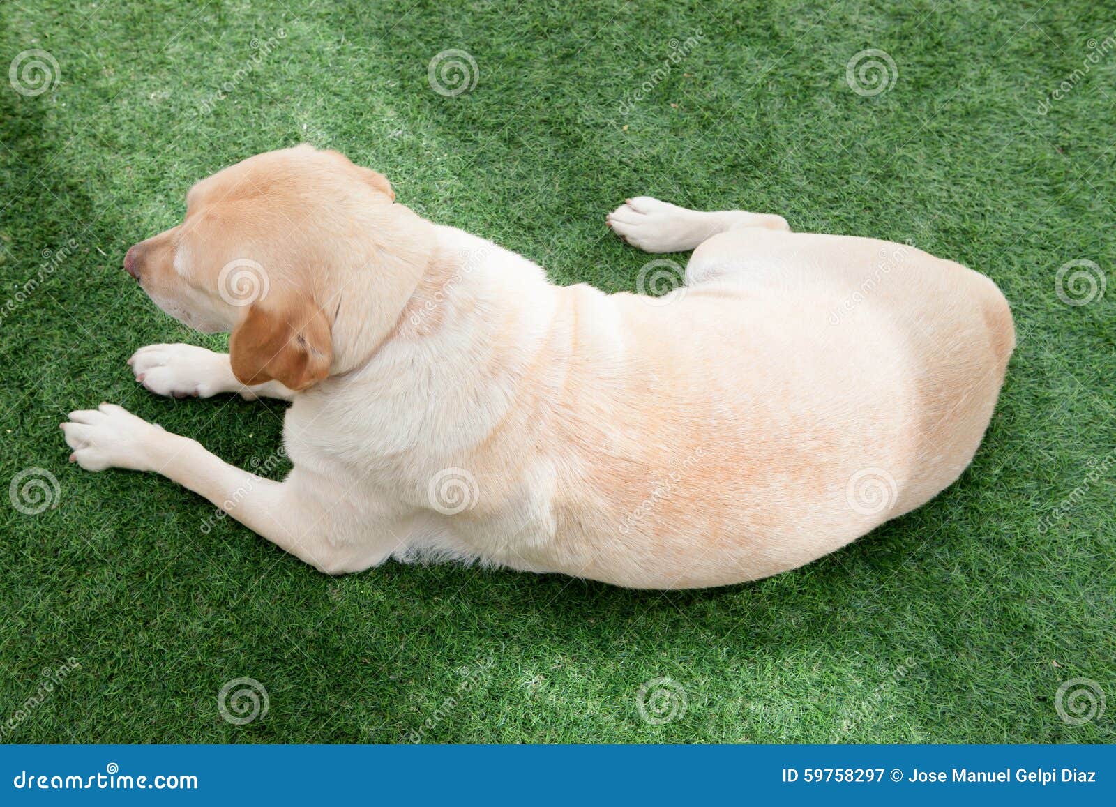 Nice Golden Labrador Dog Seen from Above Stock Image - Image of canine ...