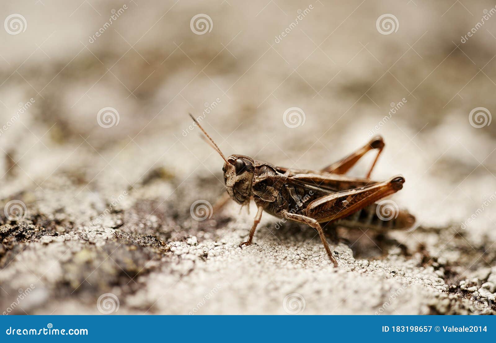 Nice Grasshopper In Grass, Omocestus Viridulus Royalty-Free Stock ...