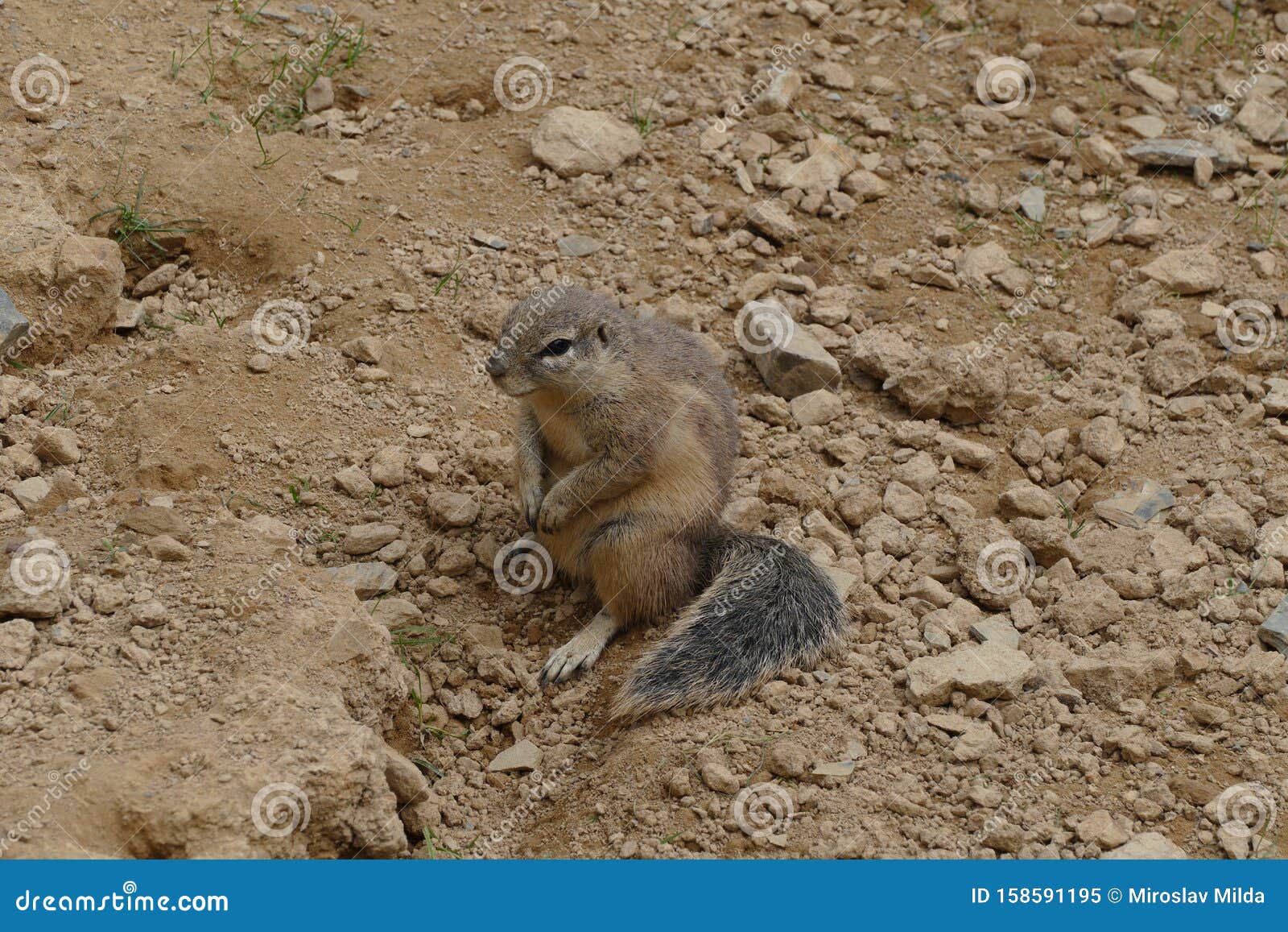 Gray African Ground Squirell Stock Image - Image of namib, beautiful ...