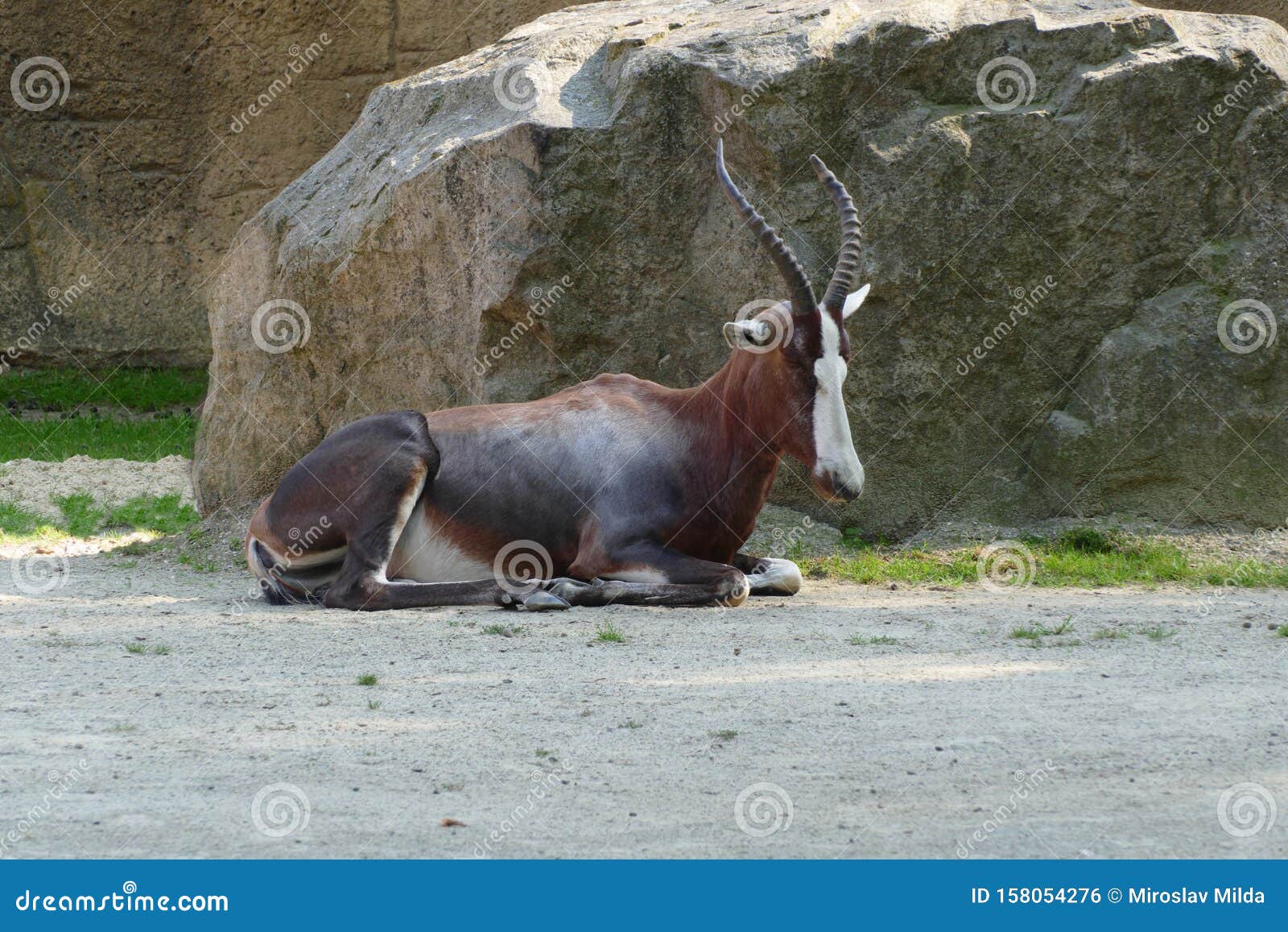 Nice gray antelope laying stock photo. Image of gazelle - 158054276