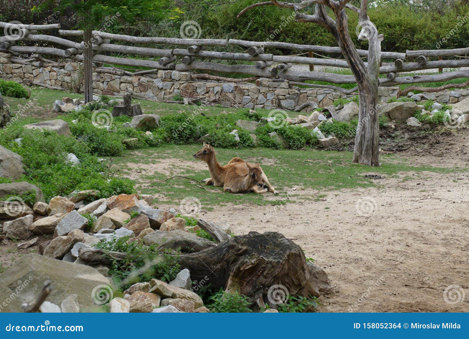 Nice gray antelope laying stock photo. Image of laying - 158052364
