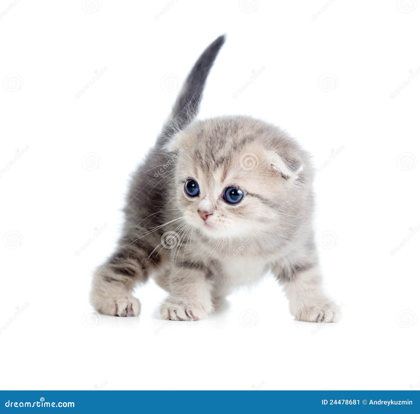 31,033 Gray White Baby Cat Stock Photos - Free & Royalty-Free Stock ...