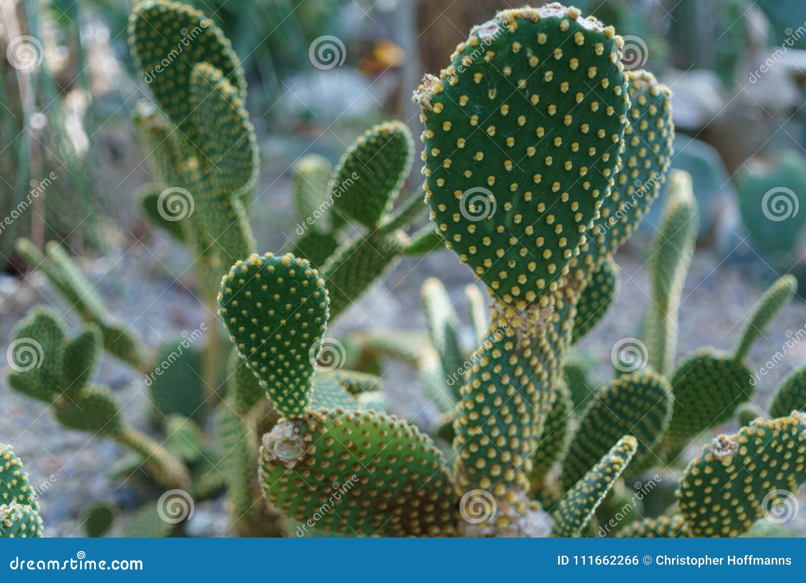 Nice and Green Cactus with Spikes Stock Photo - Image of botanical ...