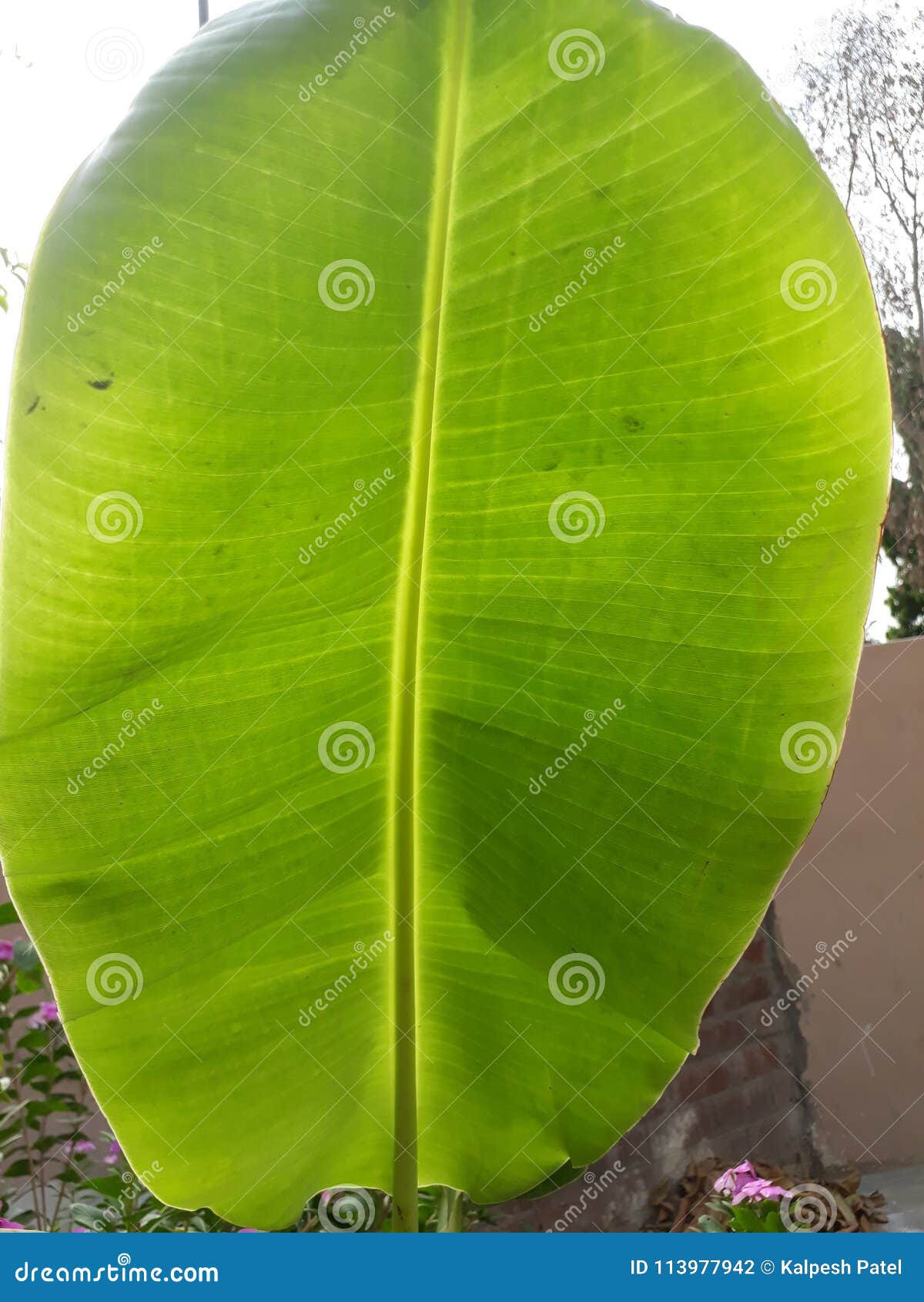 A nice green color coconut stock photo. Image of morning - 113977942