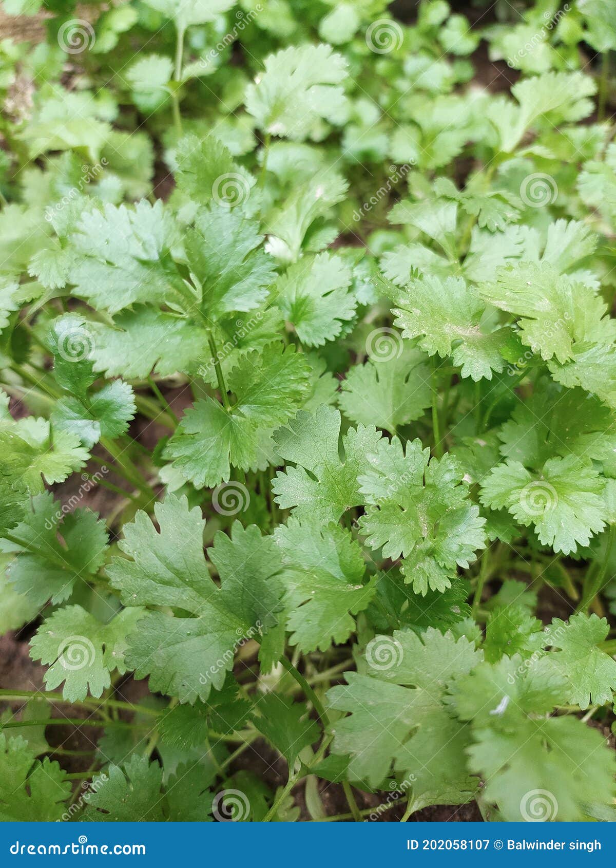 Nice Green Green Coriander Fields Stock Image - Image of fields, nice ...