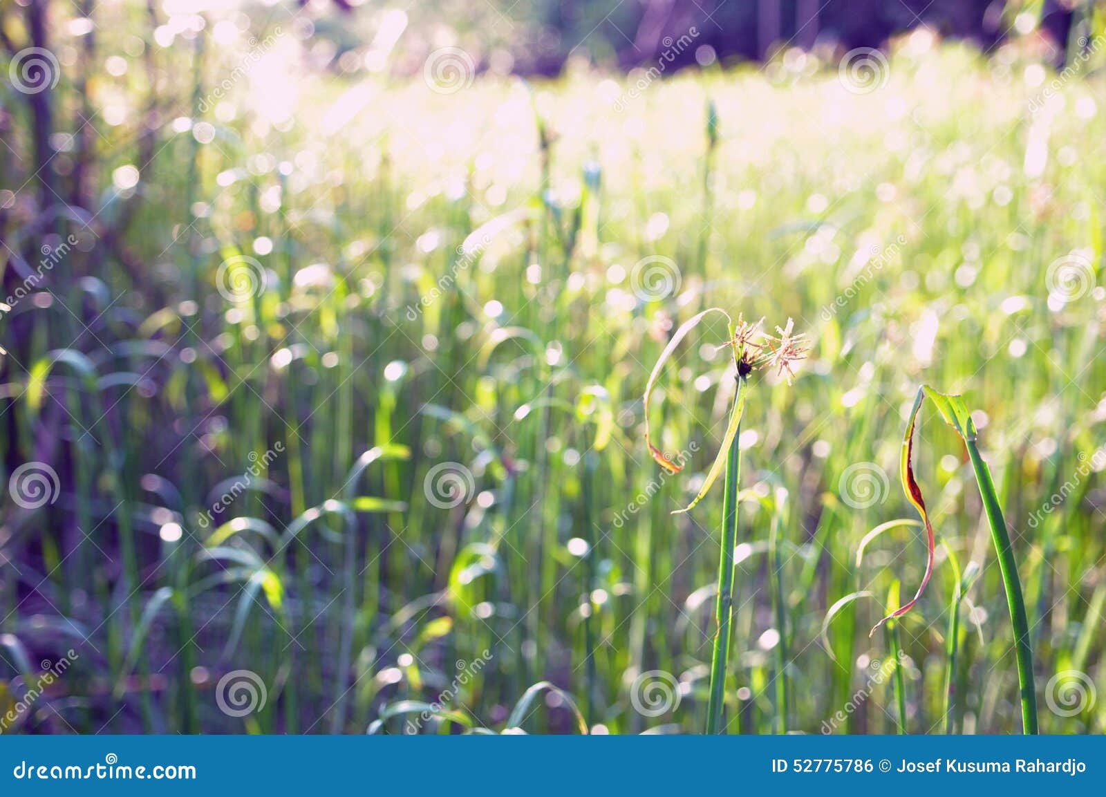 A Nice Green Field stock photo. Image of exotic, expression - 52775786