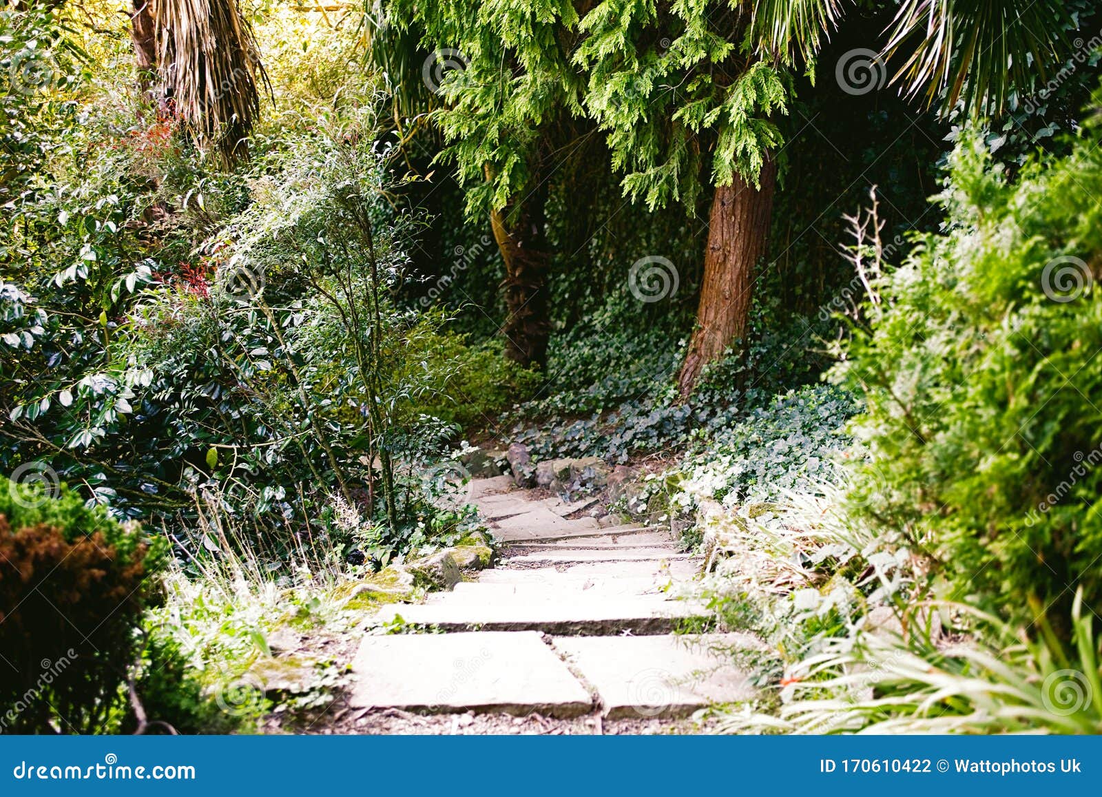 Nice green forest steps stock photo. Image of background - 170610422