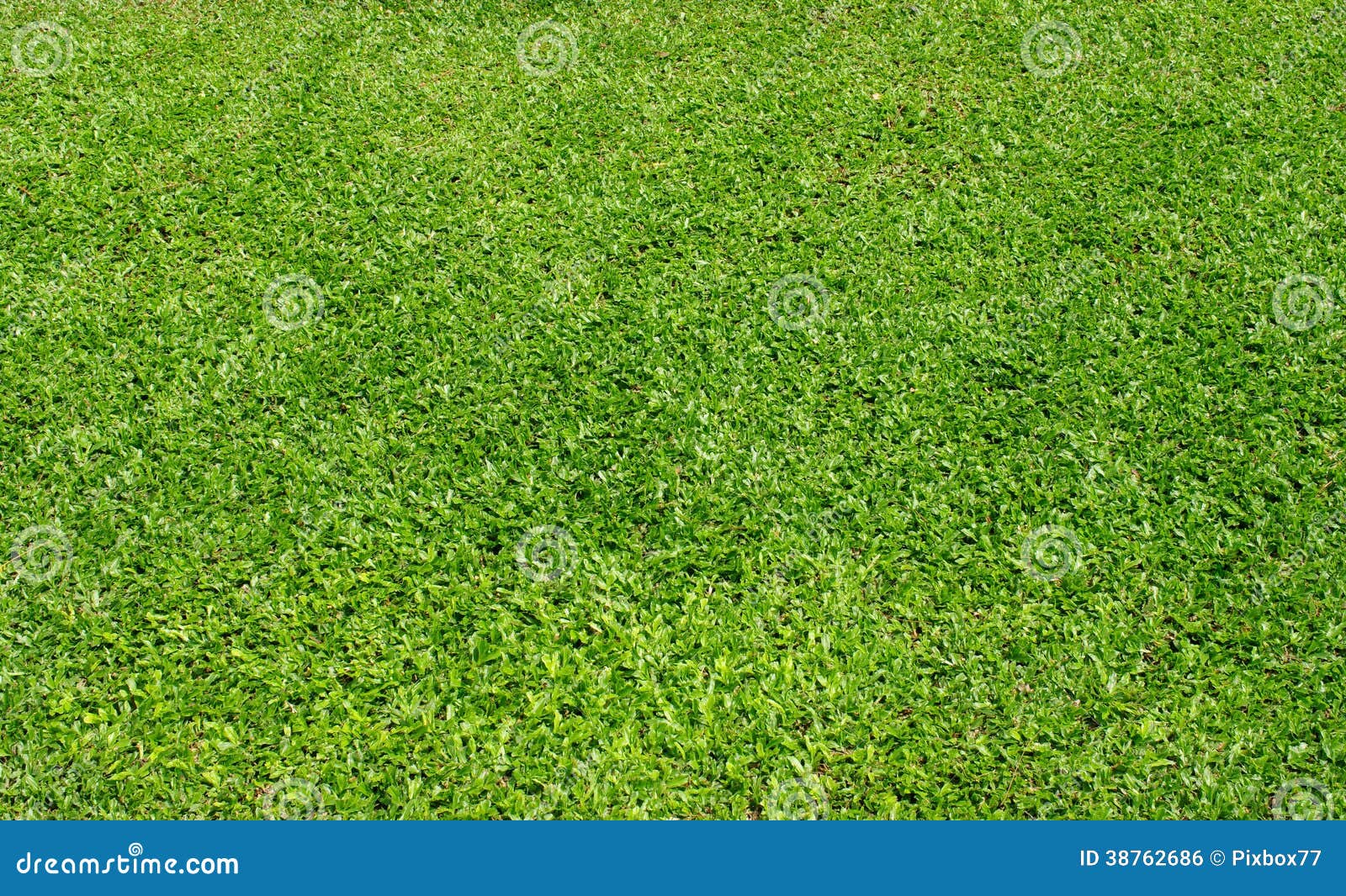 Nice Green Grass Backgrround Stock Photo - Image of park, relax: 38762686