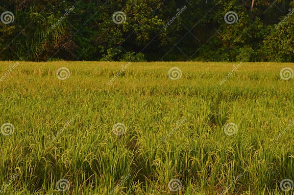 Nice green grass field stock image. Image of landscape - 264883031