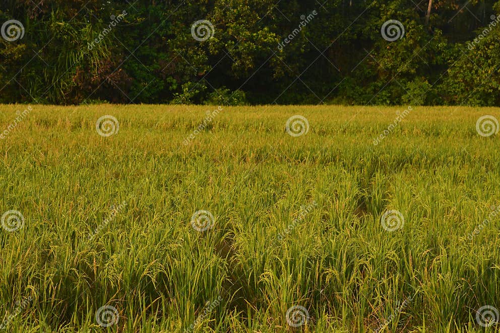 Nice green grass field stock image. Image of landscape - 264883031