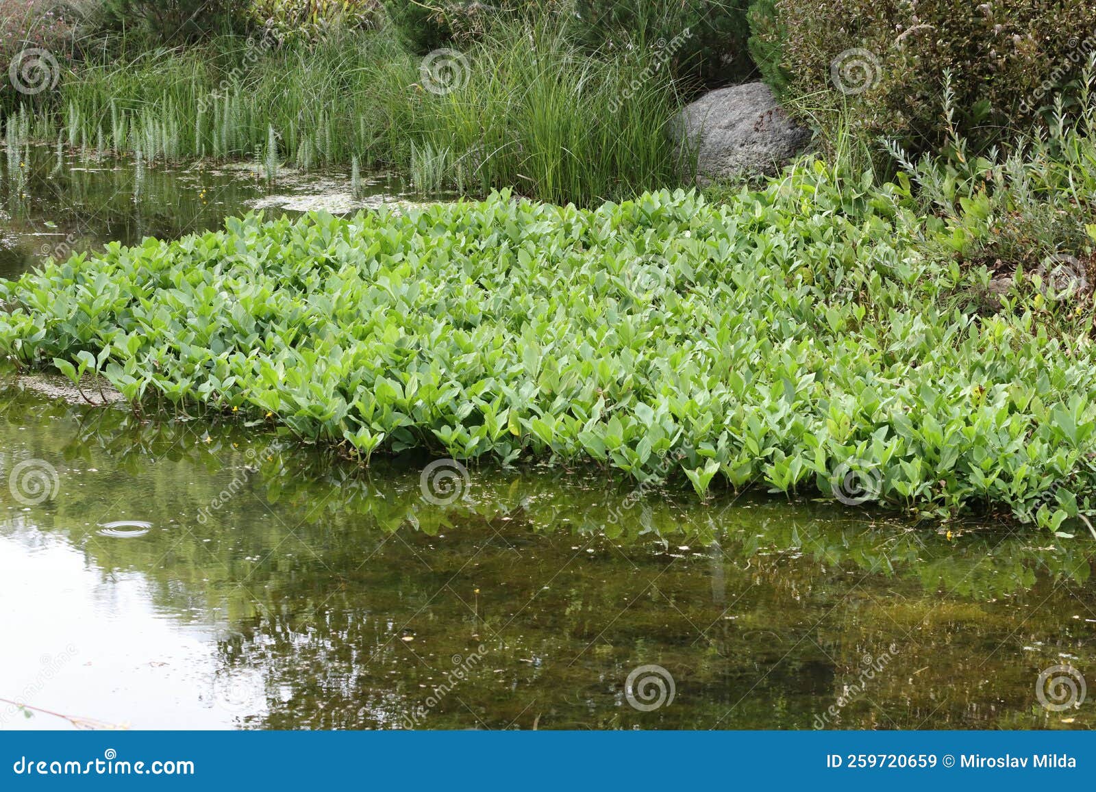 Green grass in swamp stock image. Image of environment - 259720659