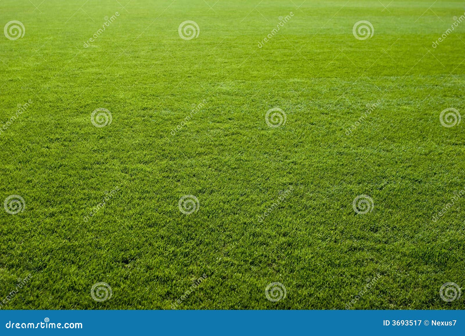 Nice Green Grass Texture stock image. Image of back, soccer - 3693517