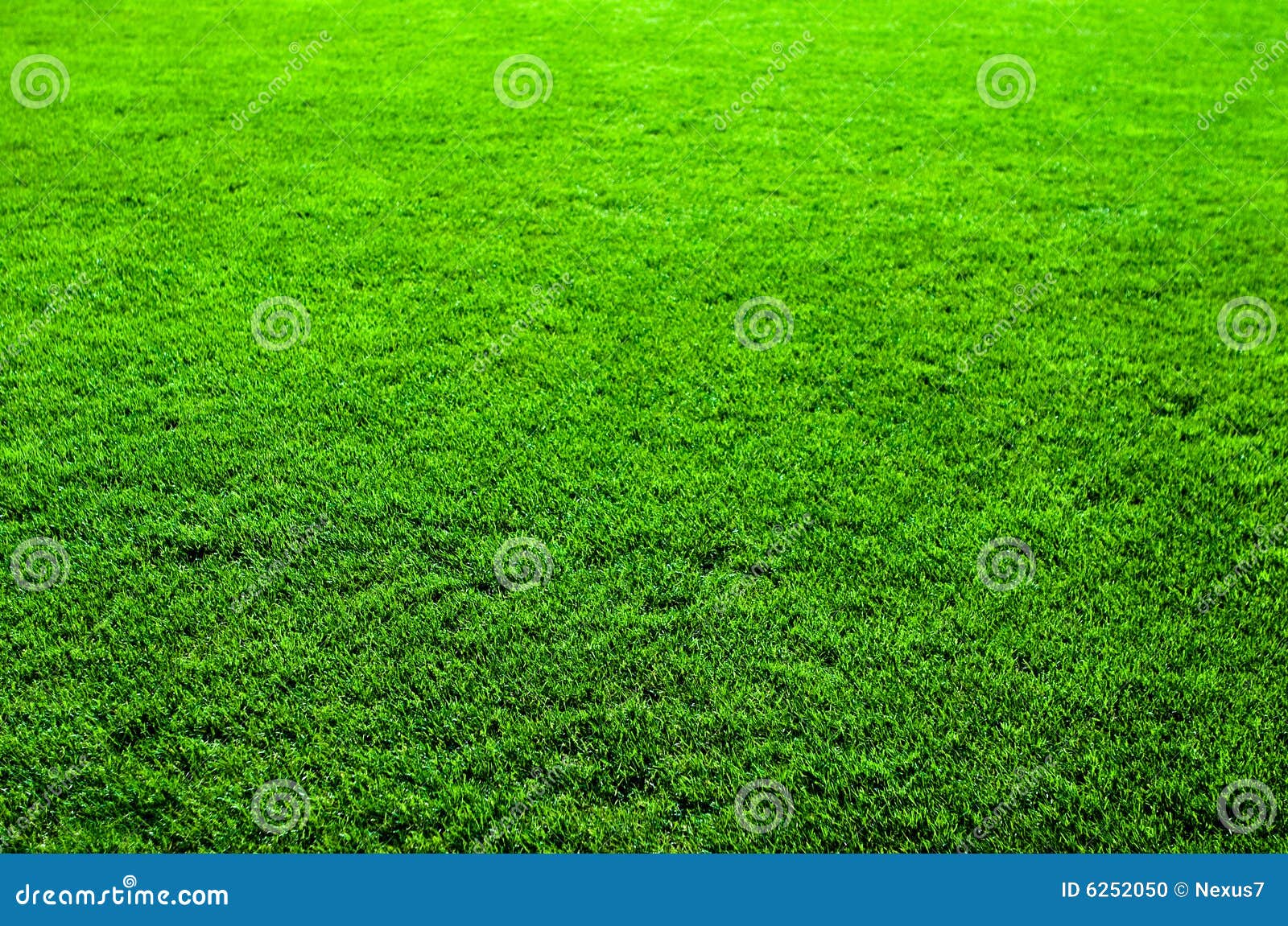 Nice Green Grass Texture Stock Photography | CartoonDealer.com #6252050