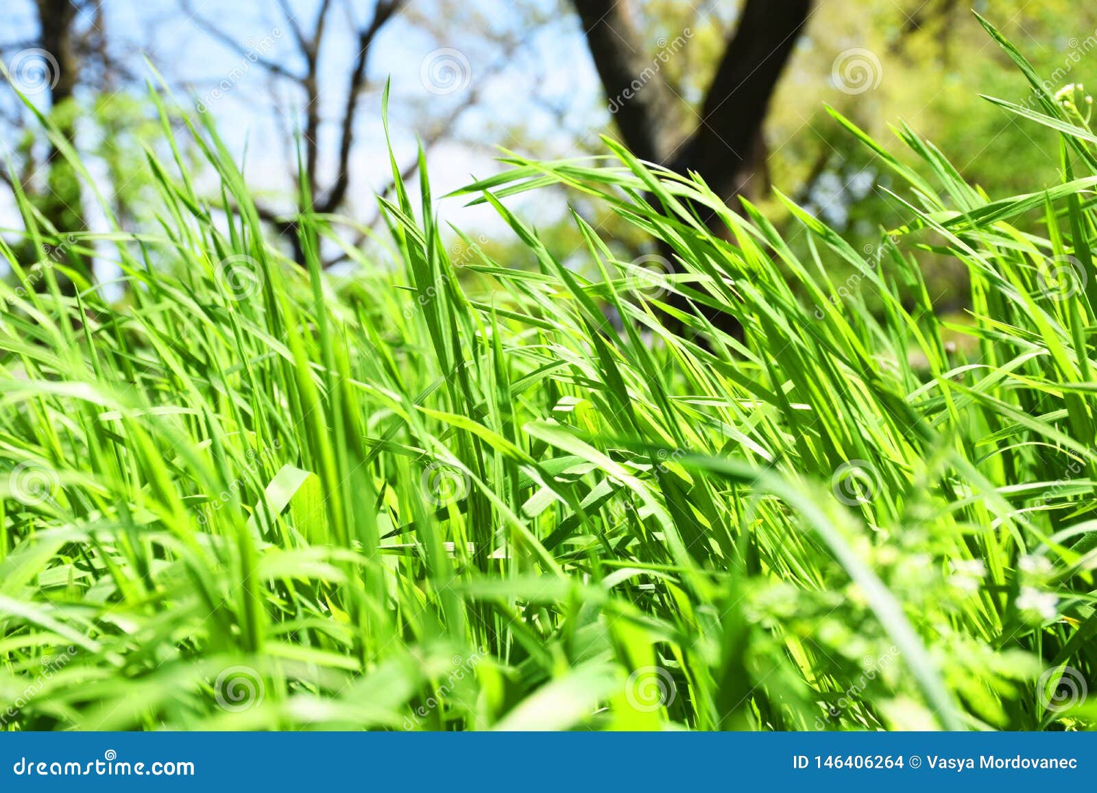 Nice green grass texture. stock photo. Image of spring - 146406264