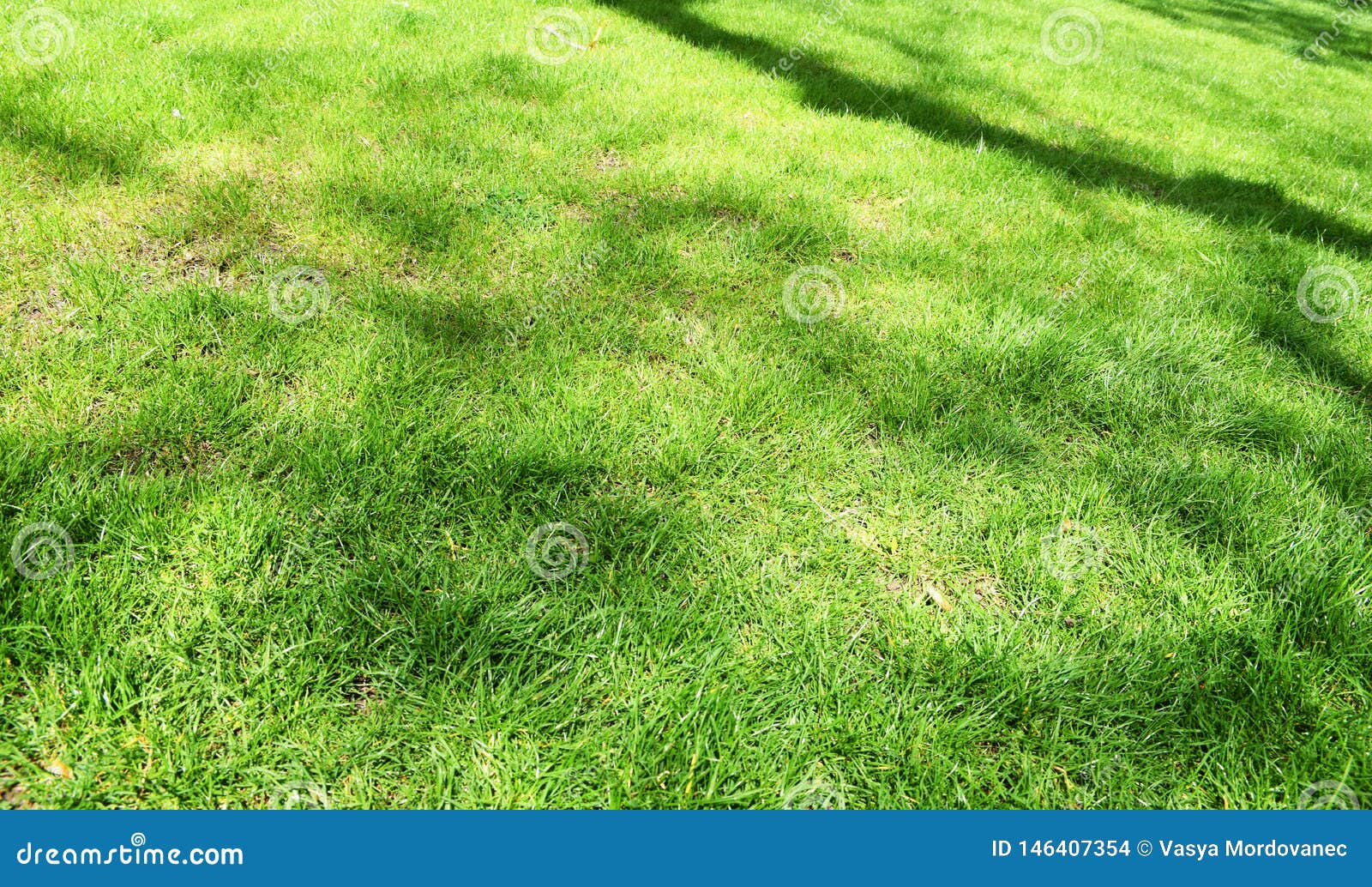 Nice green grass texture. stock photo. Image of space - 146407354