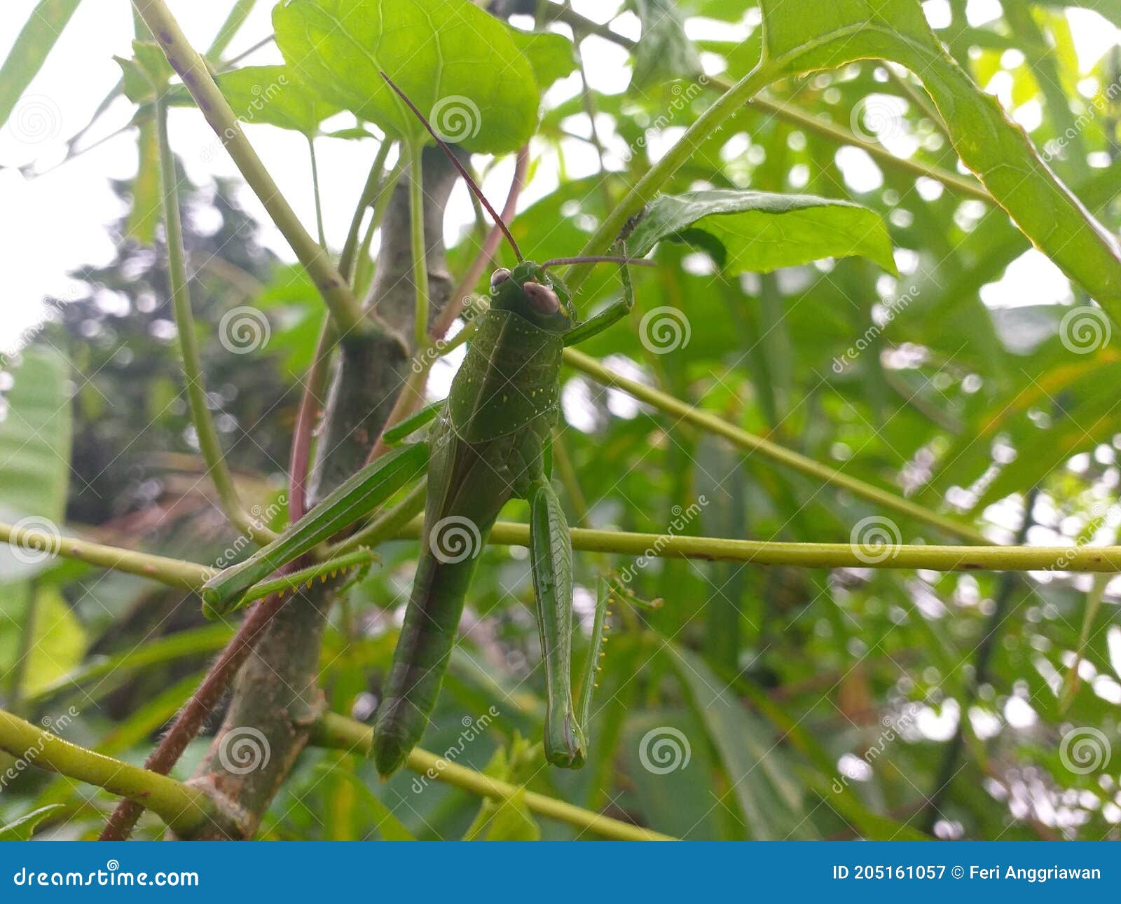 Nice green grasshopper stock image. Image of produce - 205161057