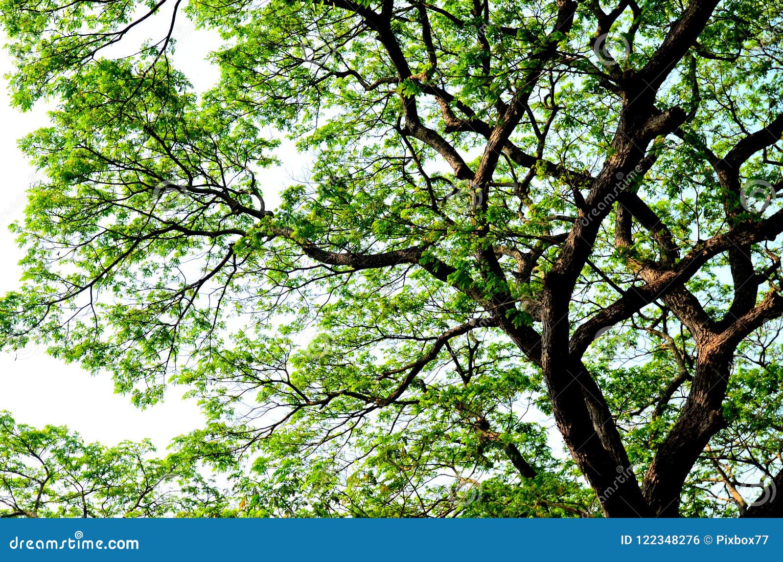 Nice Green Leaf and Tree Canopy Stock Photo - Image of season, foliage: 122348276