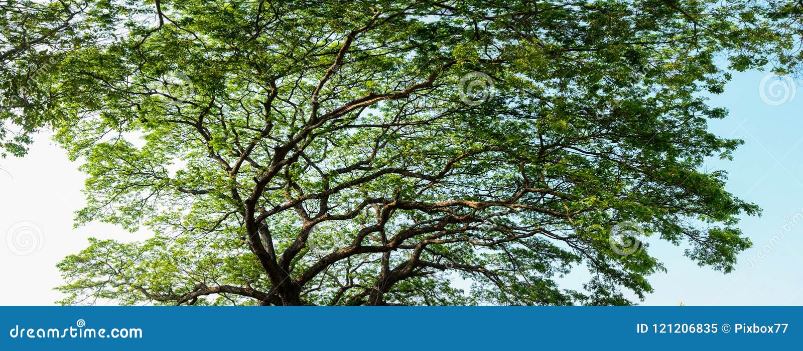 Nice Green Leaf and Tree Canopy Stock Image - Image of panorama, summer ...