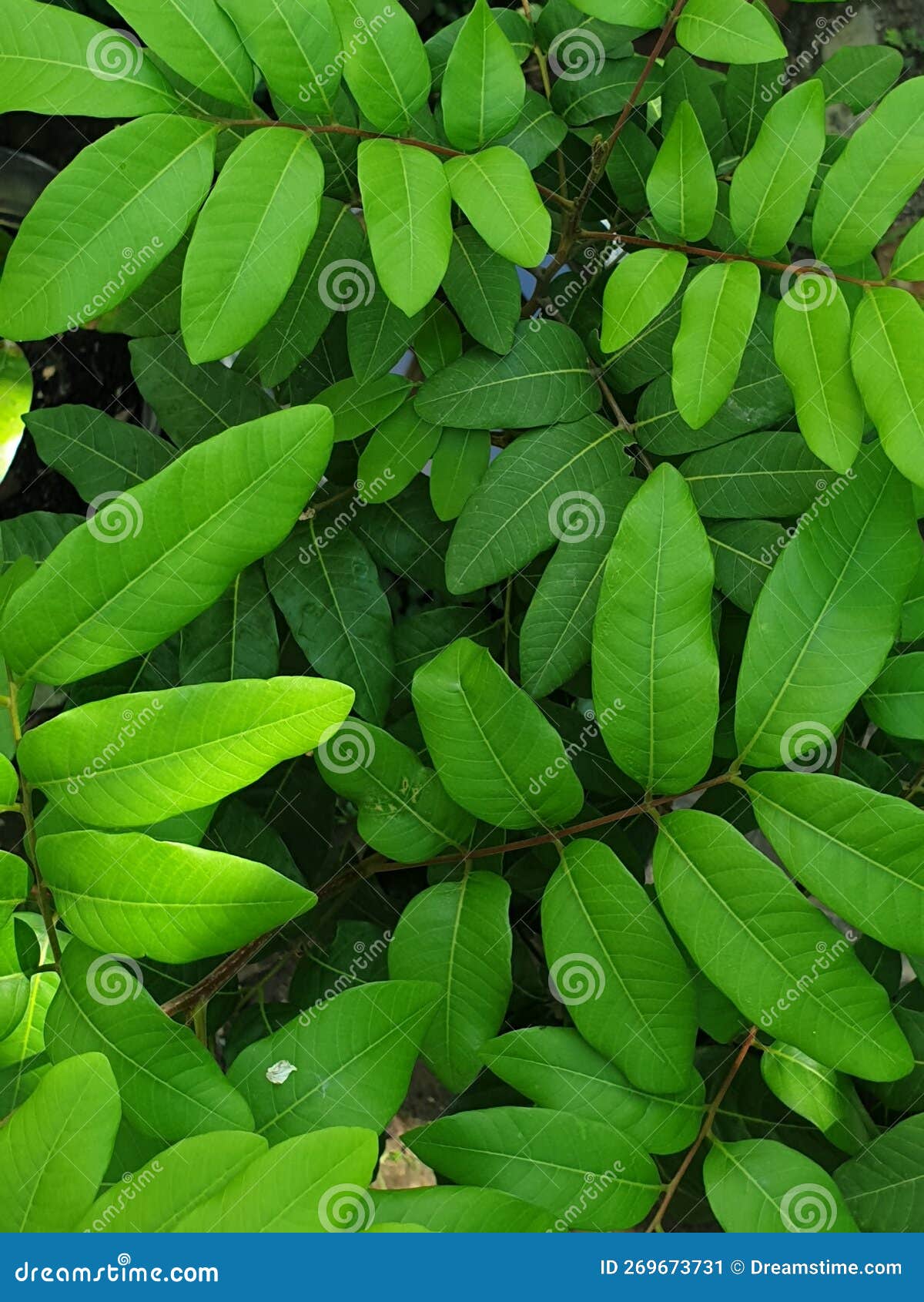 Nice green of longan leaf stock image. Image of green - 269673731